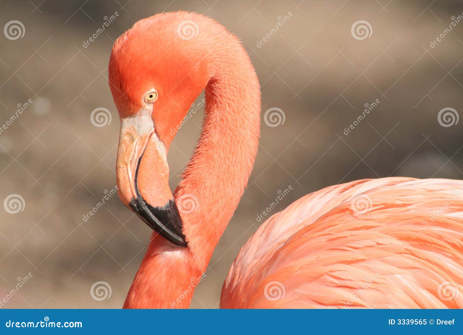 Flamingo stock image. Image of bright, bill, macro, bird - 3339565