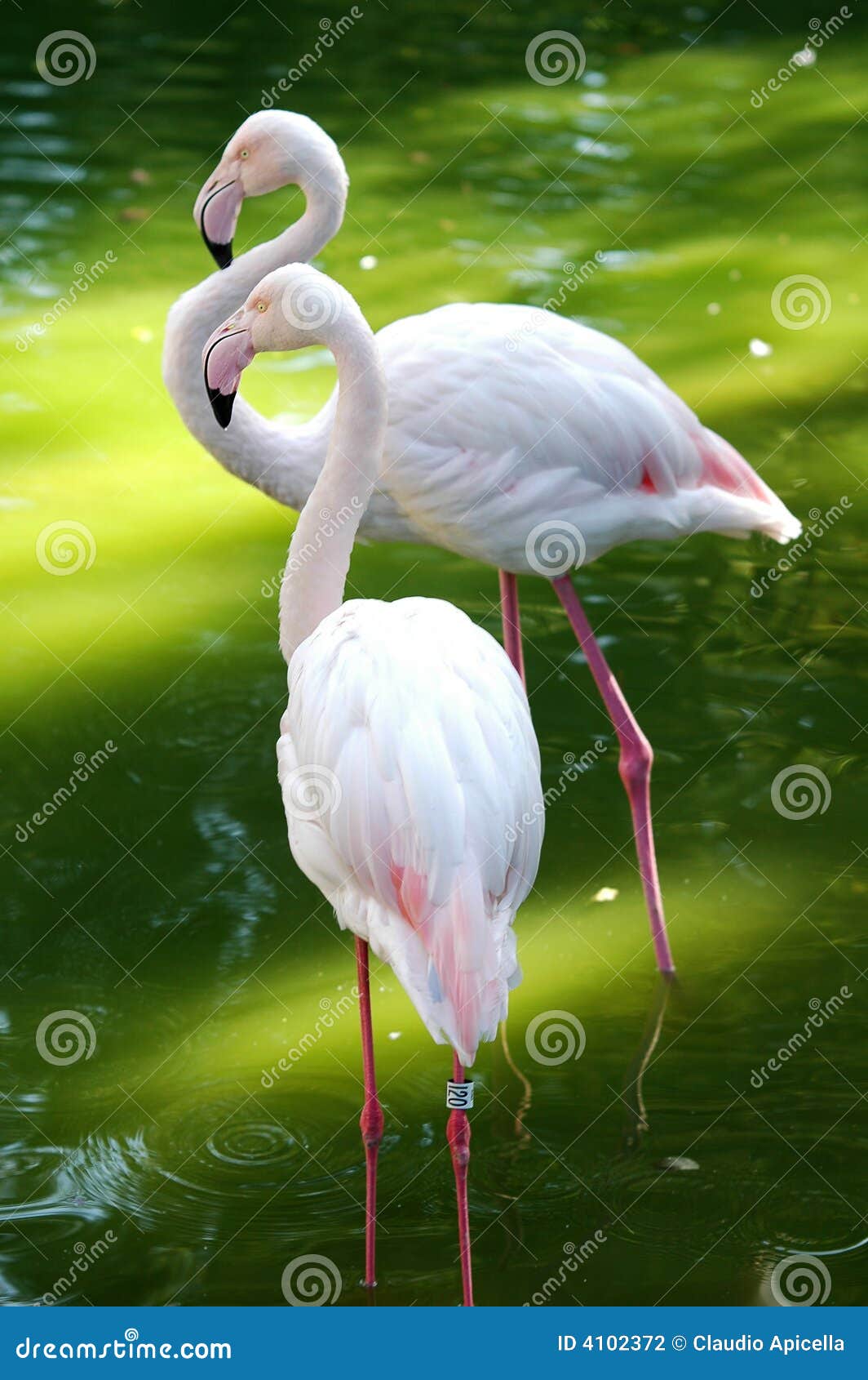 Flamingo stock photo. Image of lake, green, beak, birds - 4102372