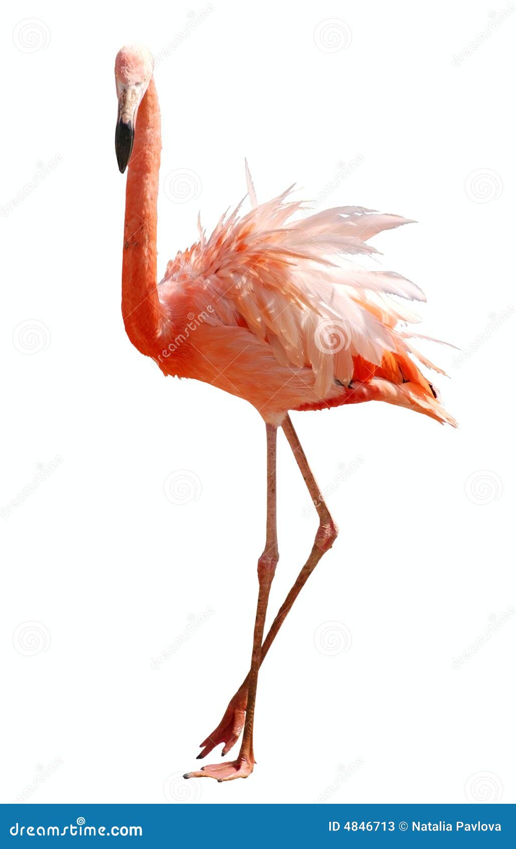Flamingo stock image. Image of bird, tropical, beak, white - 4846713