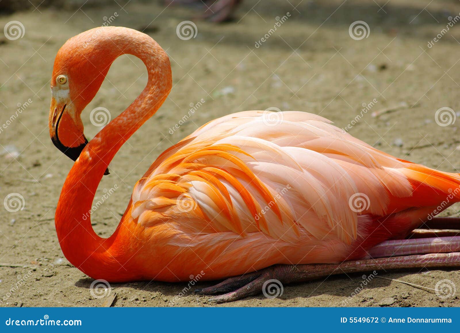 Flamingo stock photo. Image of plumage, tired, plume, sitting - 5549672