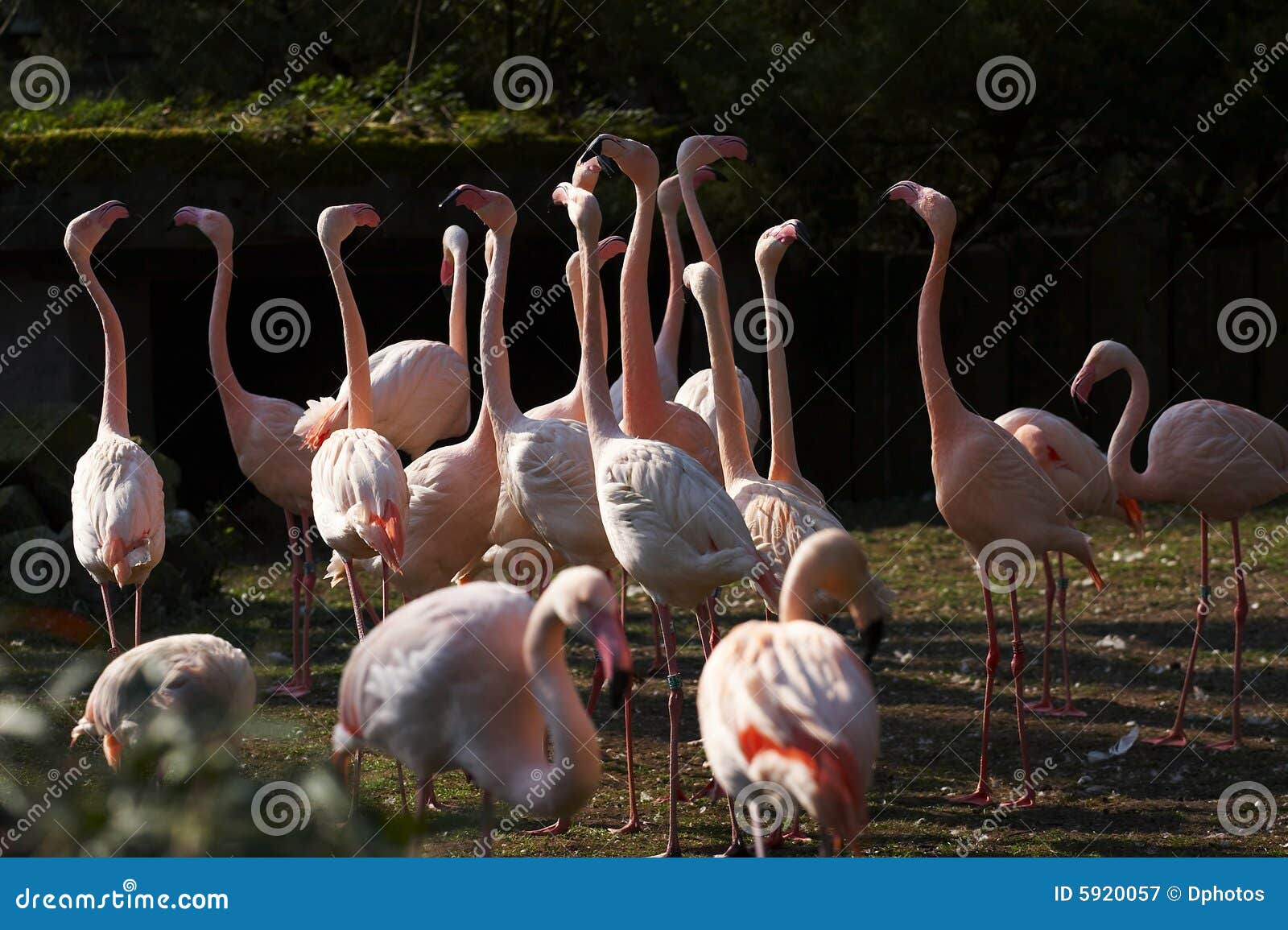 Flamingo stock image. Image of water, nature, lake, beak - 5920057