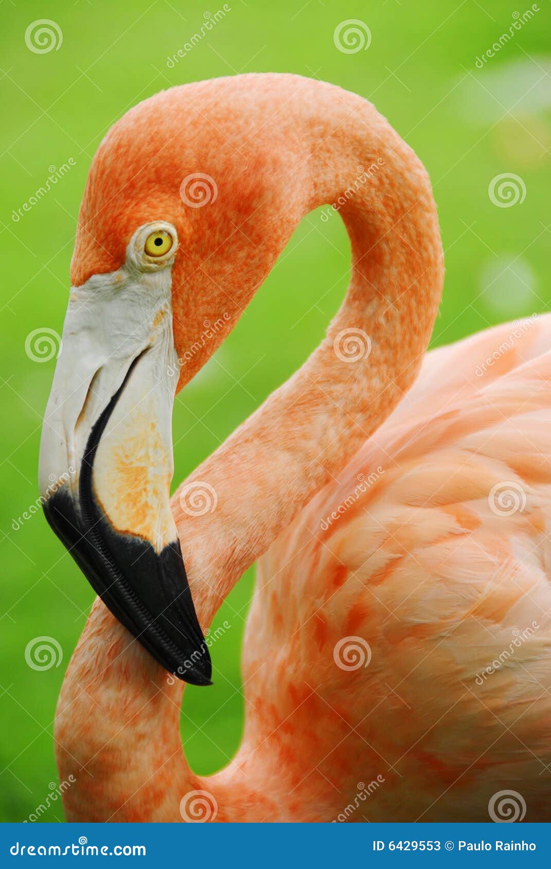 Flamingo stock image. Image of natur, color, colorful - 6429553