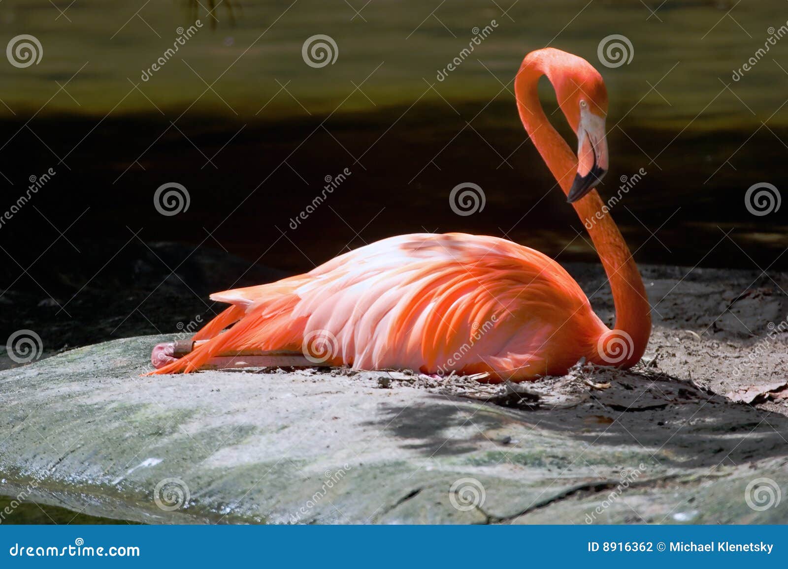 Flamingo 7 stock photo. Image of beauty, peace, flamingo - 8916362