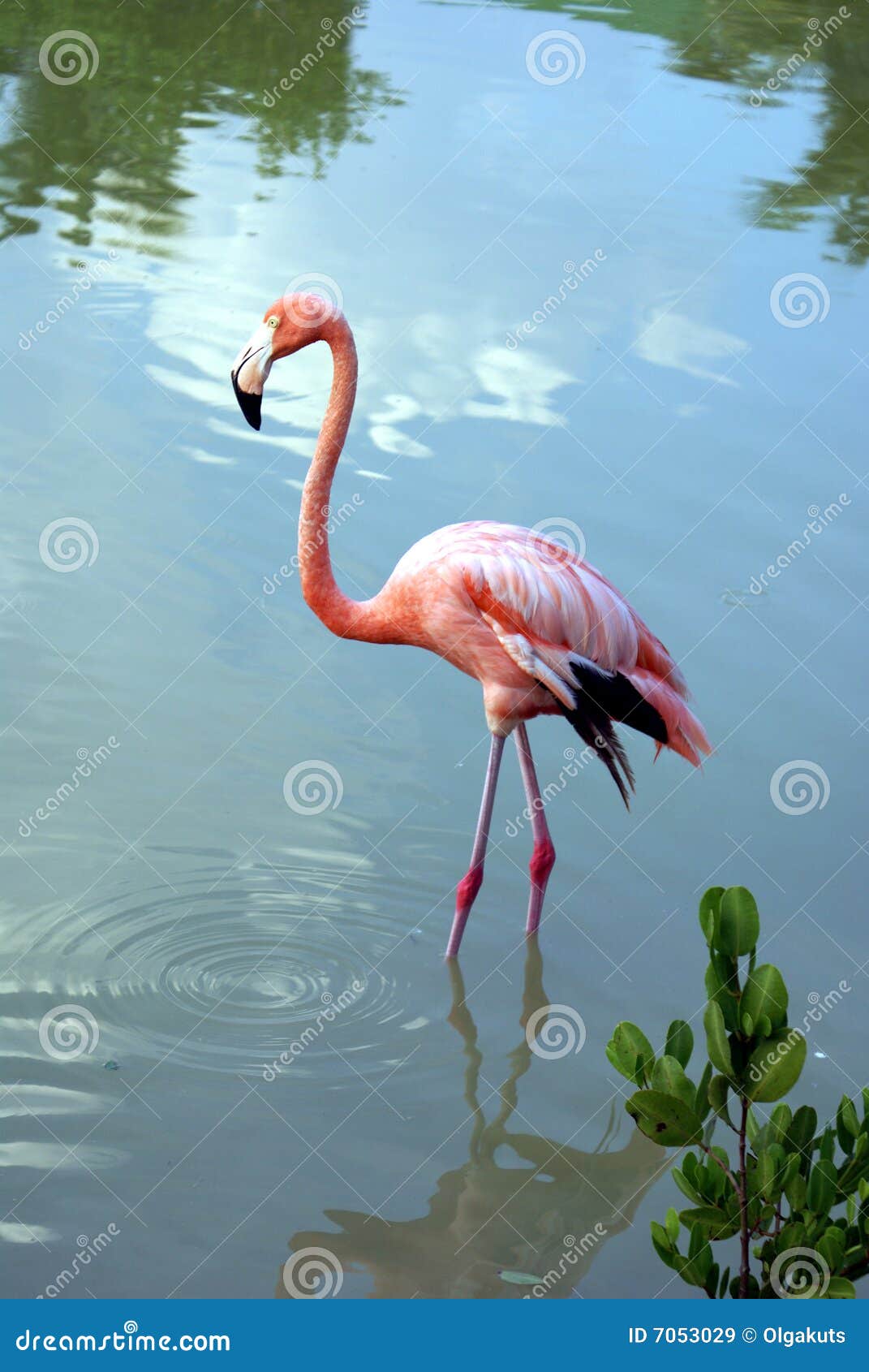 Flamingo stock image. Image of scenery, water, nature - 7053029
