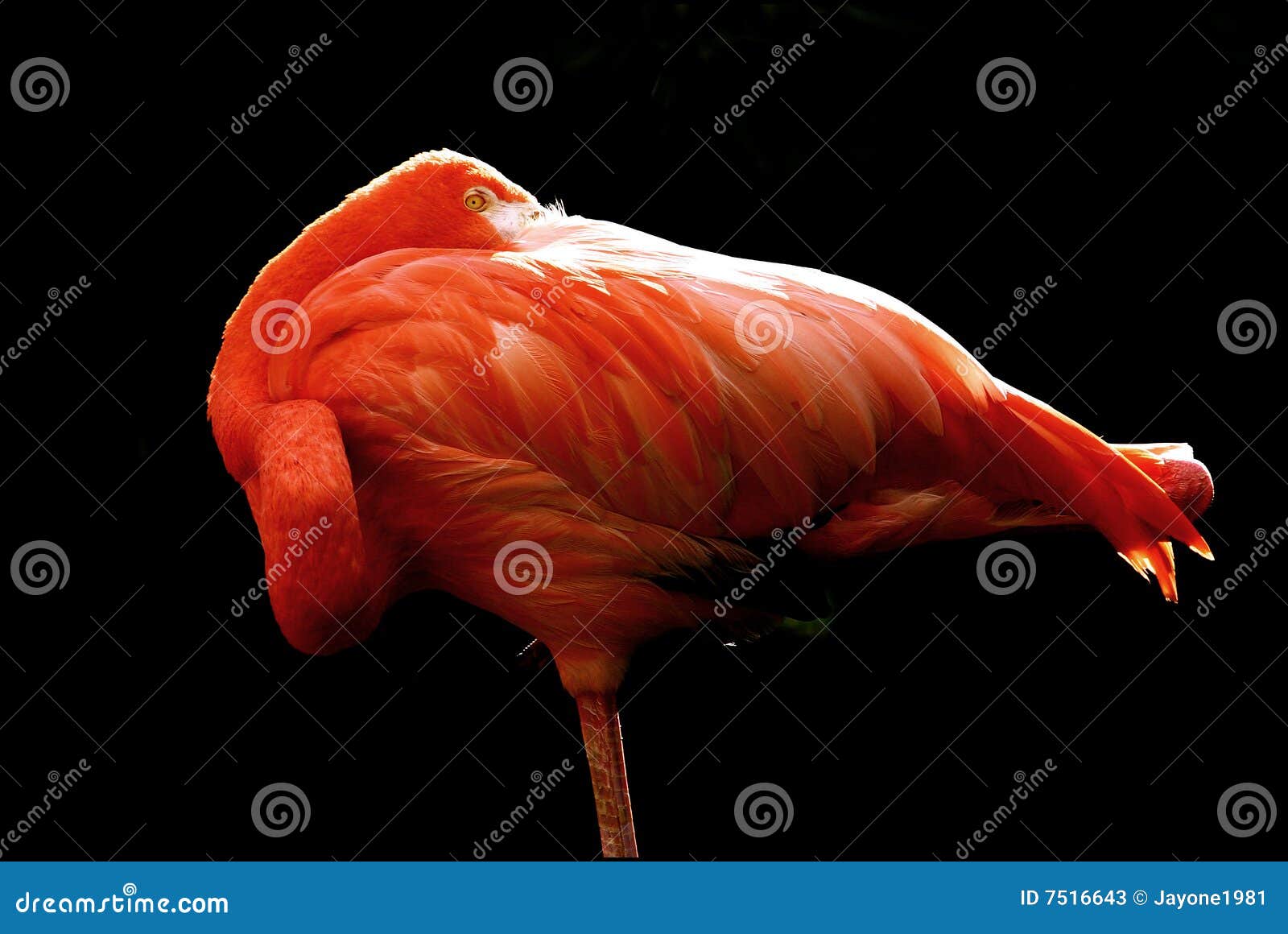 Flamingo stock image. Image of beautiful, equilibrium - 7516643