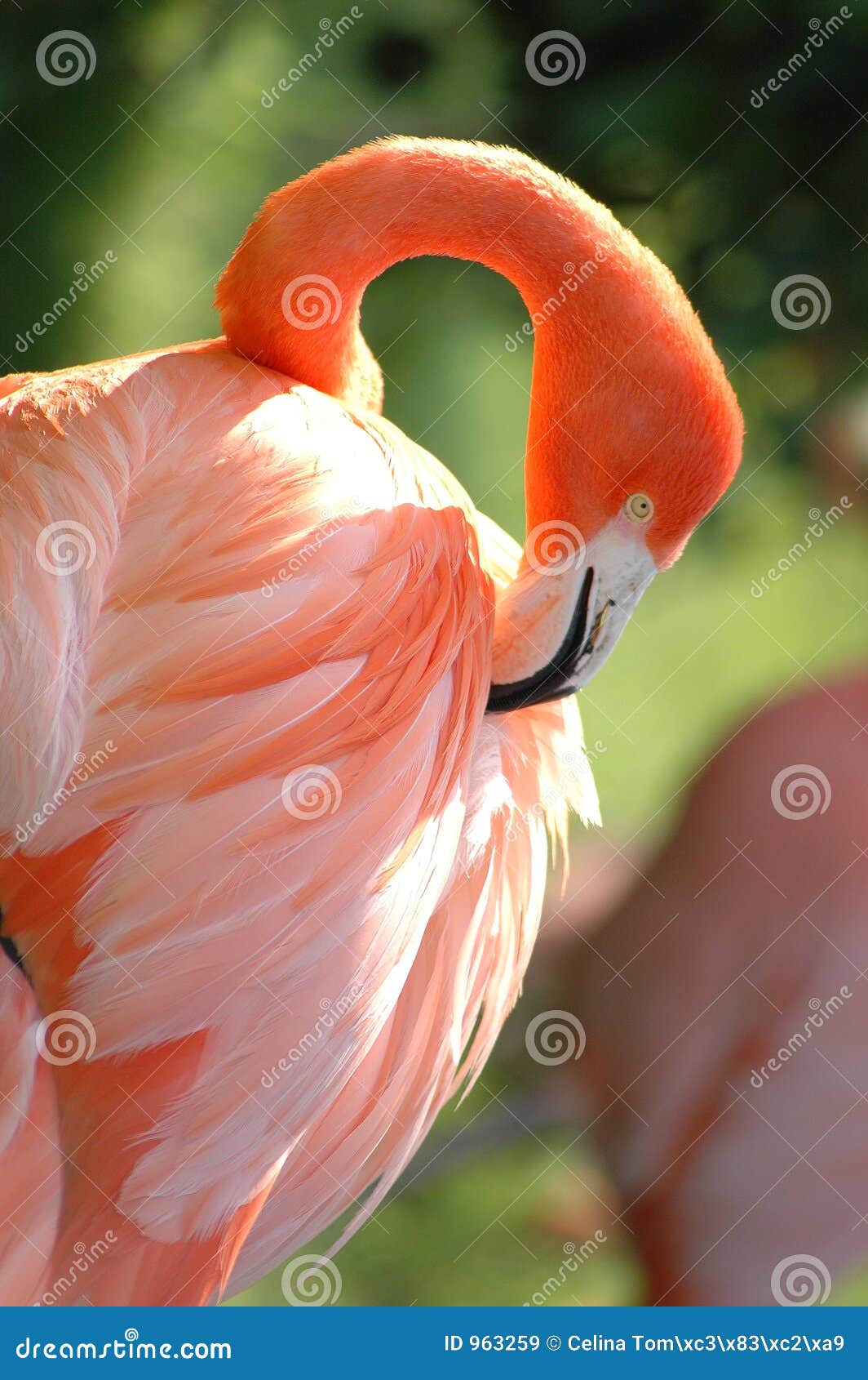 Flamingo stock image. Image of outside, colour, black, bird - 963259