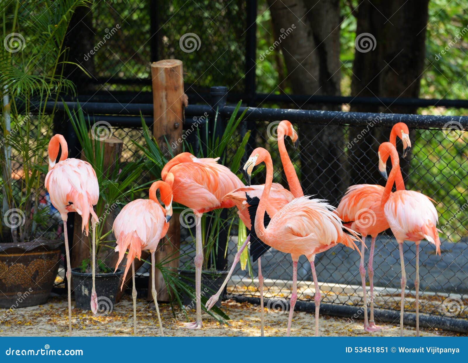 Flamingo american stock image. Image of orange, birds - 53451851