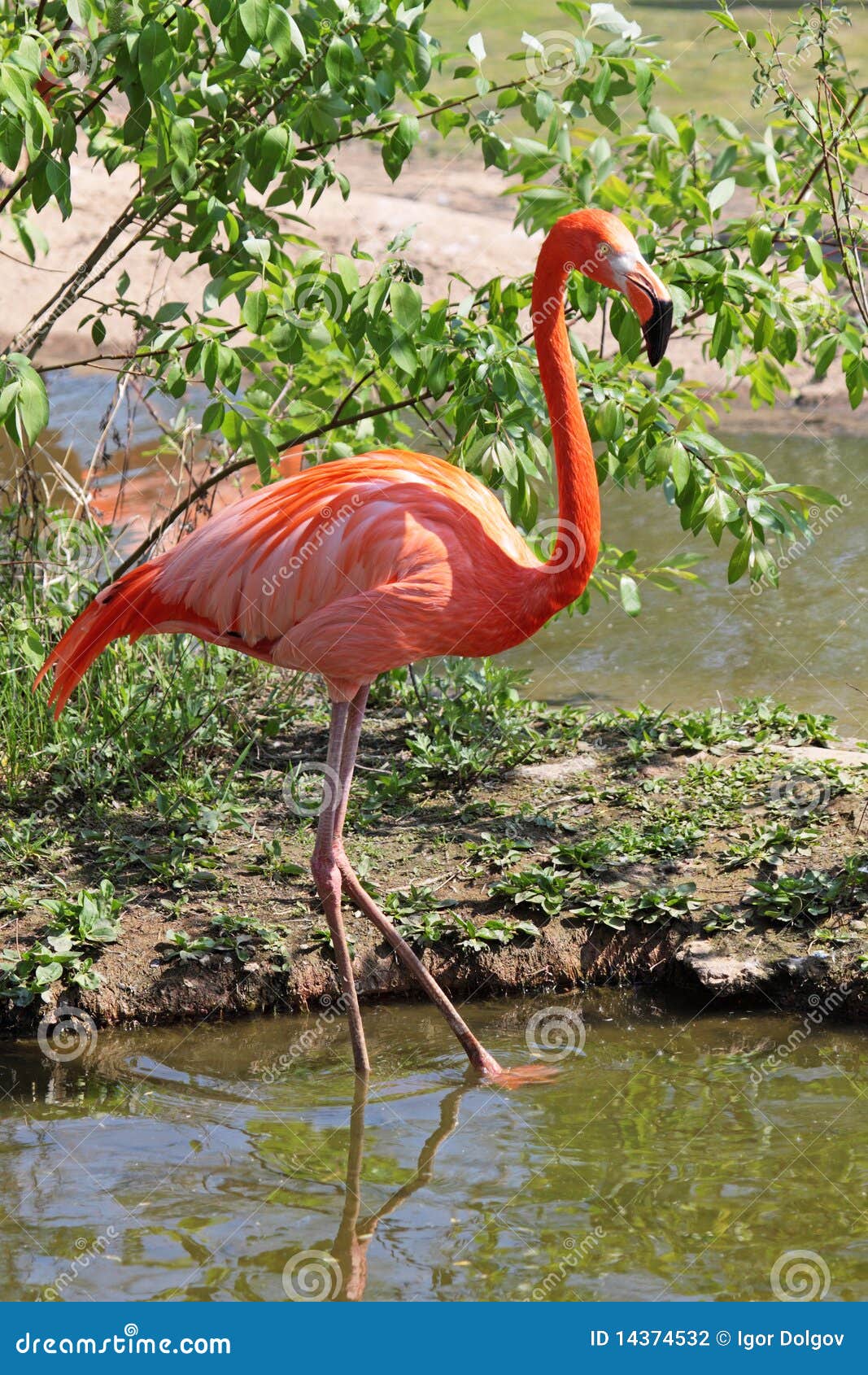 Flamingo americano foto de stock. Imagem de fauna, tropical - 14374532
