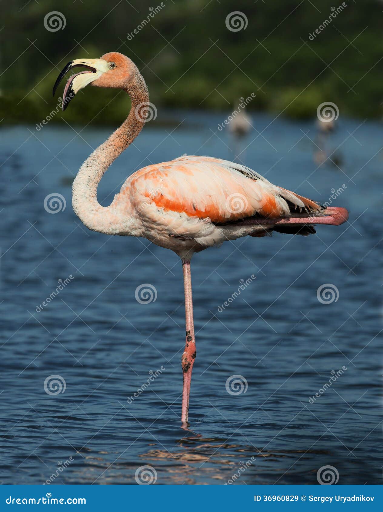 Flamingo americano. imagem de stock. Imagem de olho, selvagem - 36960829