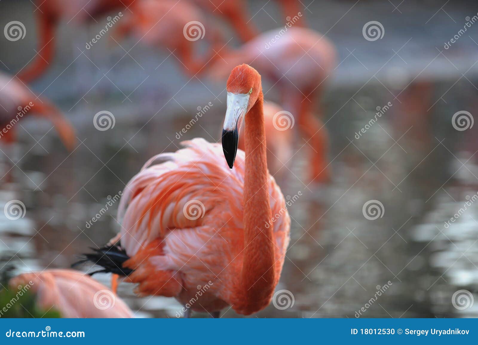 Flamingo Americano (ruber De Phoenicopterus) Foto de Stock - Imagem de ...