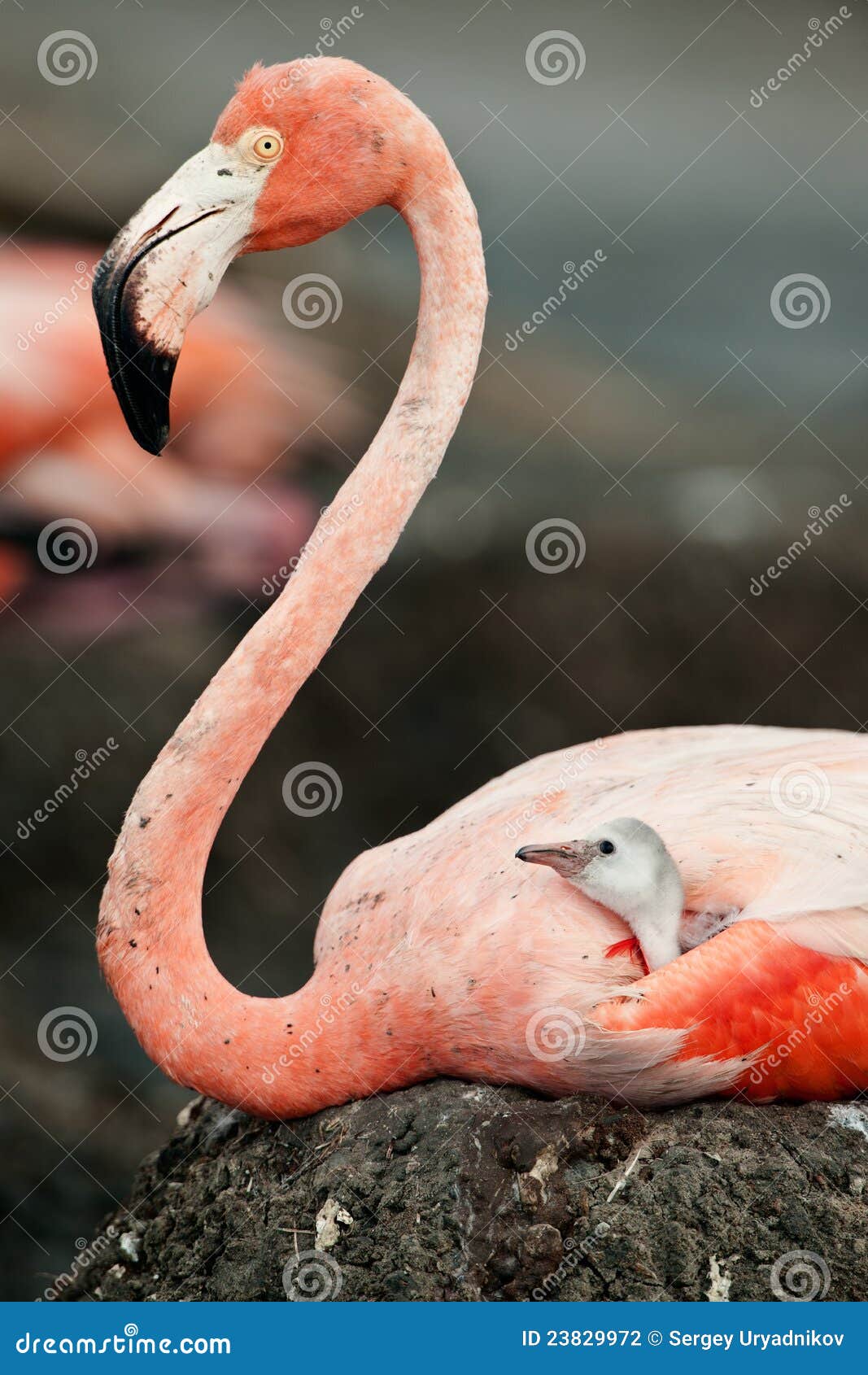 Flamingo with a Baby Bird on a Nest. Stock Photo - Image of flamingos ...