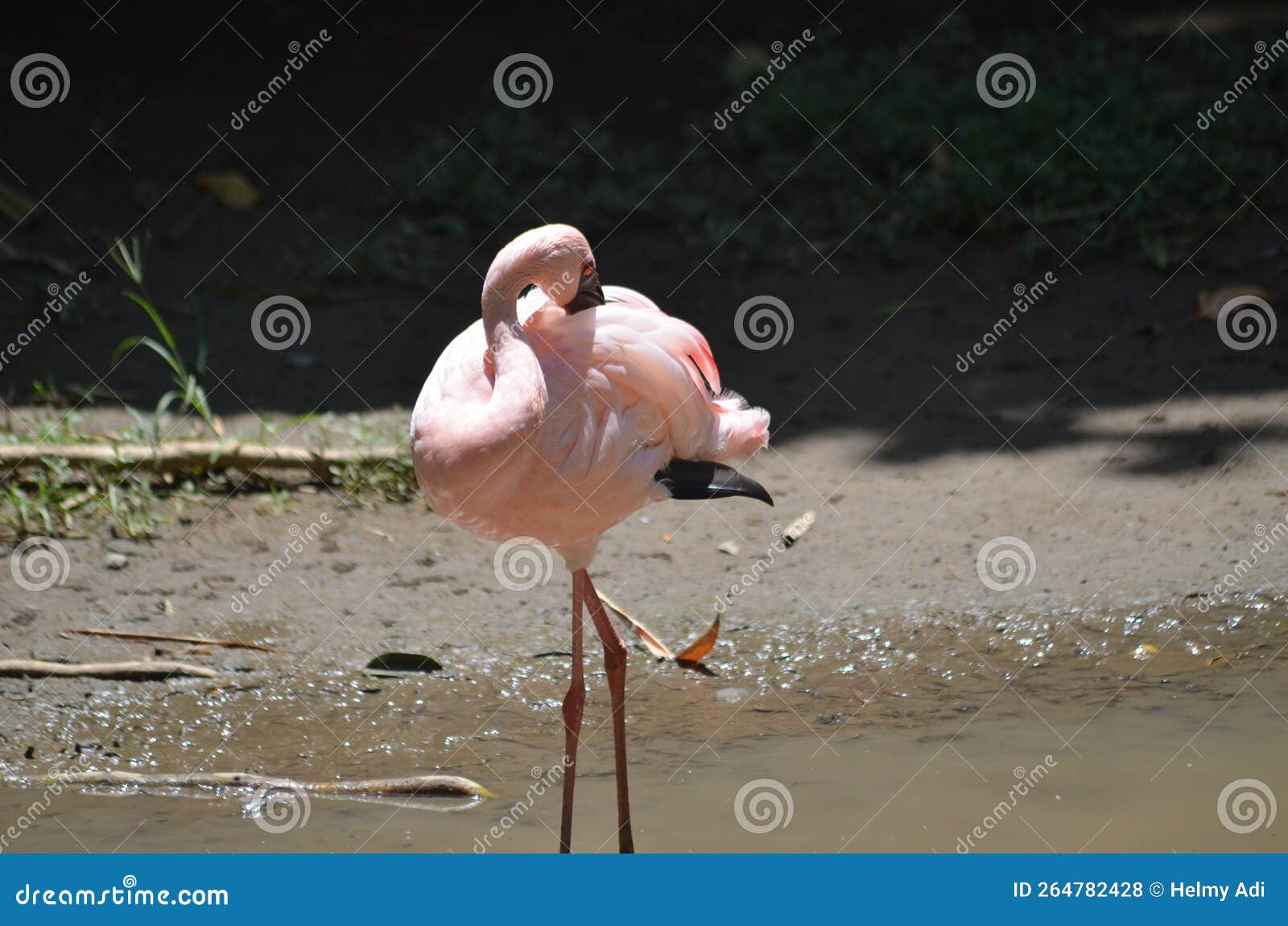 A Flamingo Basking and Scratching Its Back with Its Beak Stock Photo ...