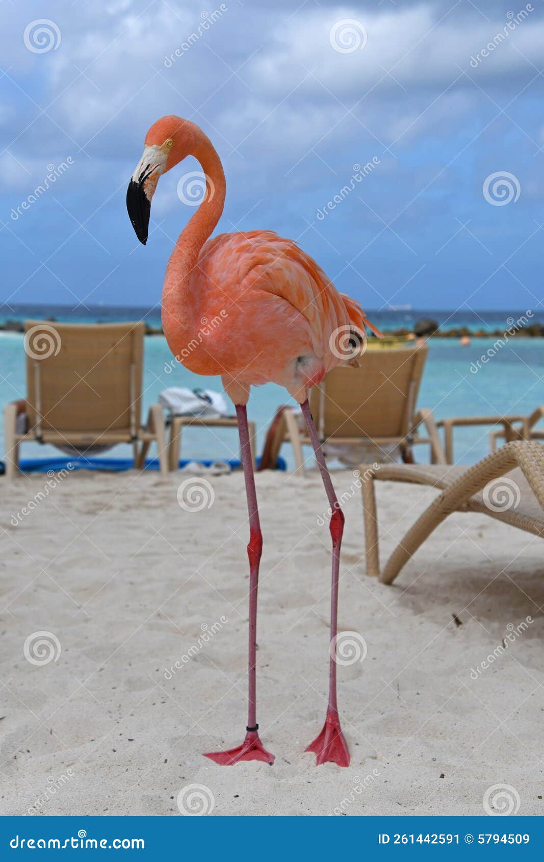 Flamingo on Flamingo Beach, Aruba Stock Image - Image of bird, beak ...