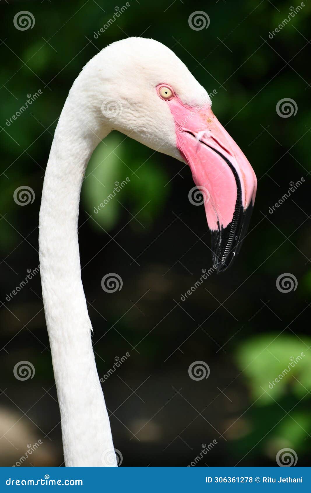 Flamingo stock photo. Image of nature, wild, beautiful - 306361278