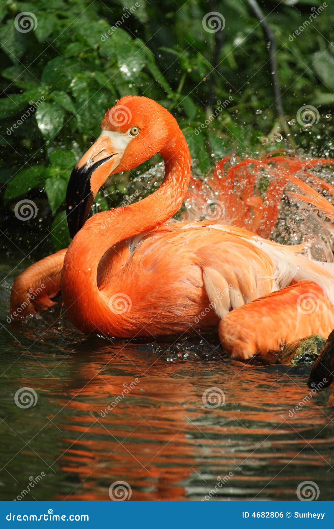 Flamingo Bird Relaxing / Sitting Down In The Grass Royalty-Free Stock ...