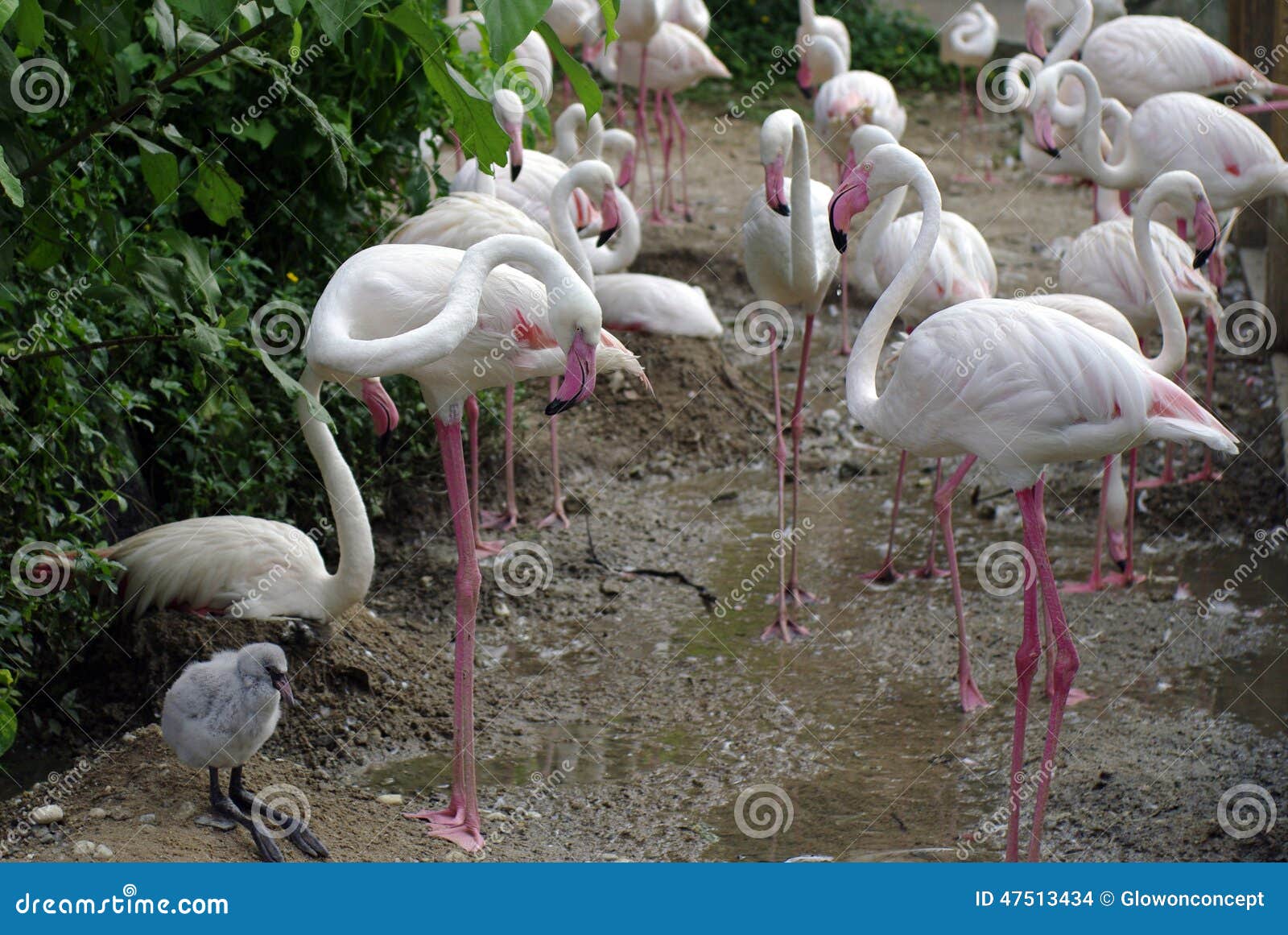 Flamingo bird baby stock photo. Image of feather, beauty - 47513434