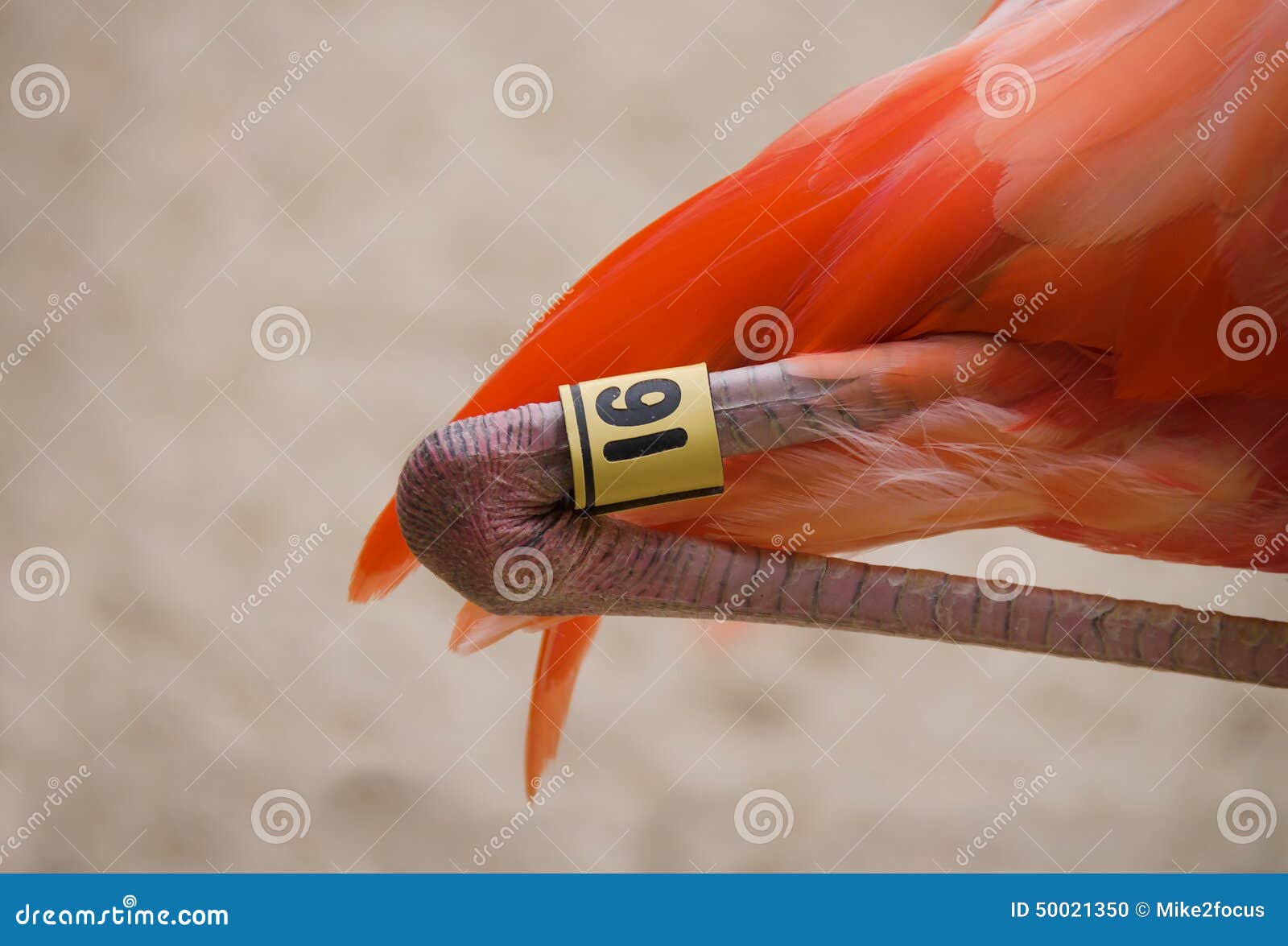 Bird Tag Leg Stock Photos - Free & Royalty-Free Stock Photos from ...