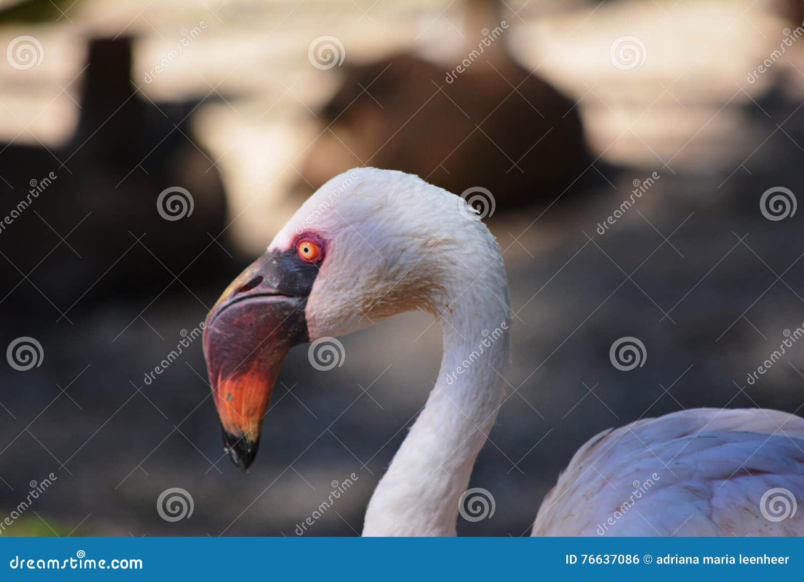 Flamingo stock photo. Image of bird, wildlife, ocean - 76637086