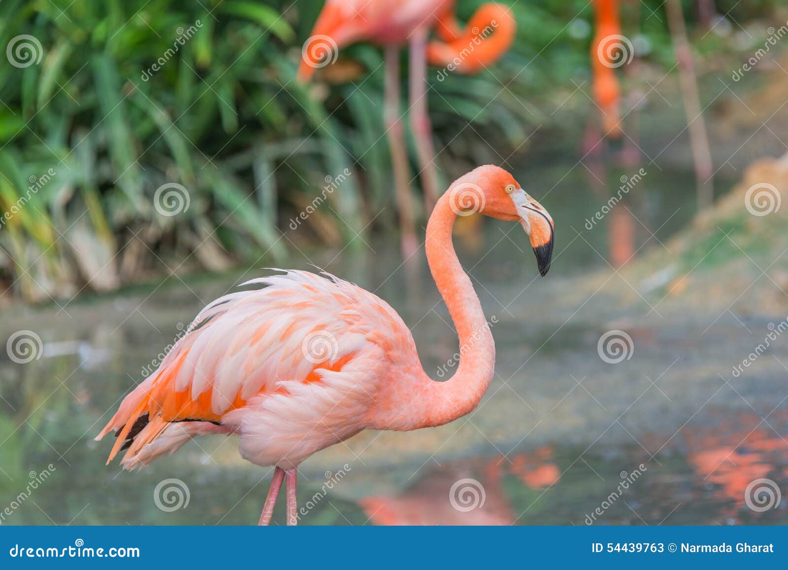 Flamingo bird stock image. Image of lazy, closeup, awaken - 54439763
