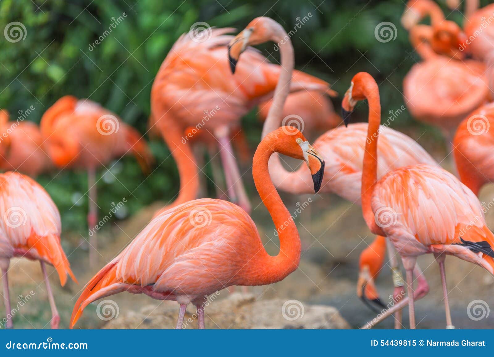 Flamingo bird stock image. Image of velvet, flamingo - 54439815