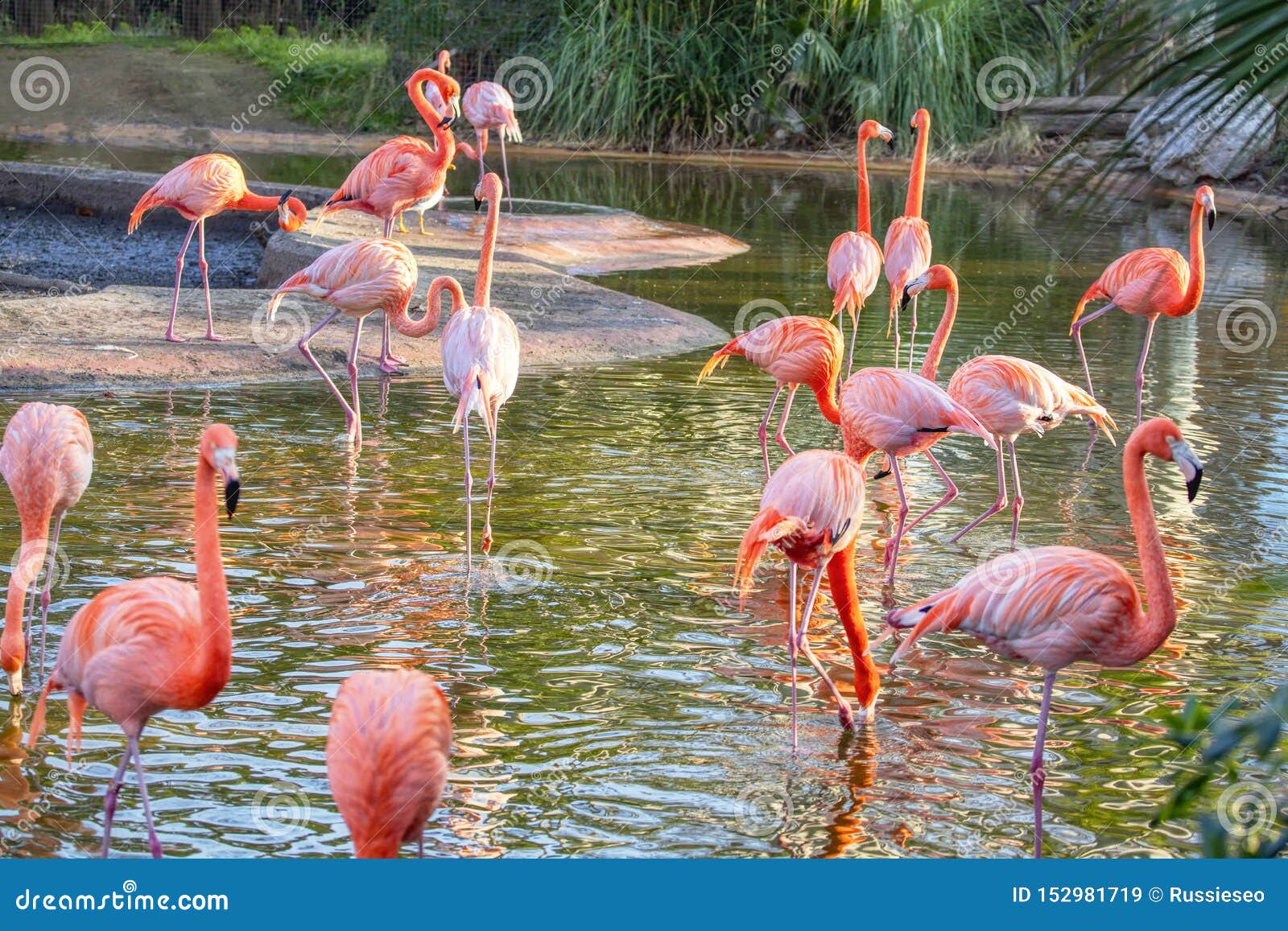 Flamingo birds stock image. Image of animal, beauty - 152981719