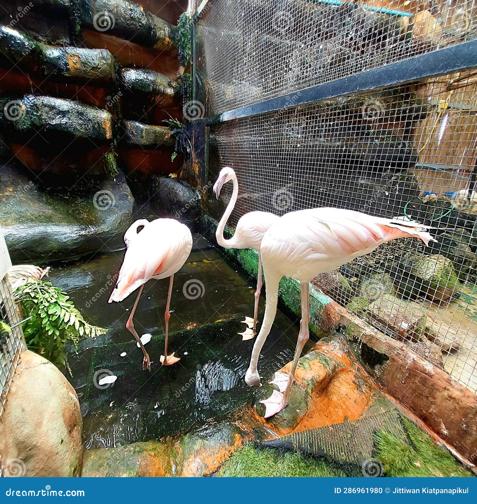 Flamingo Birds in a Cage at Zoo Stock Photo - Image of tropical, water ...