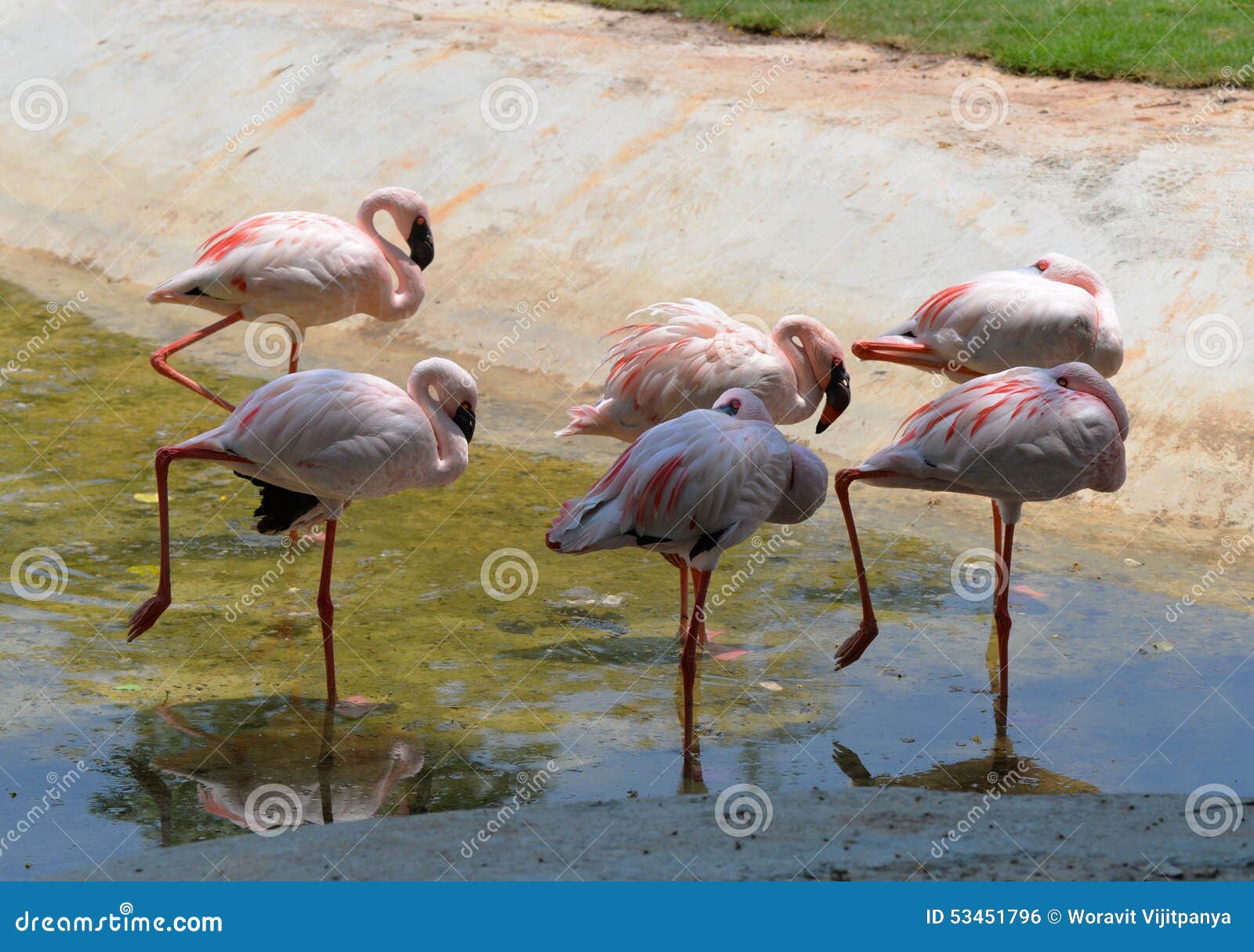 Flamingo birds stock photo. Image of beak, long, african - 53451796