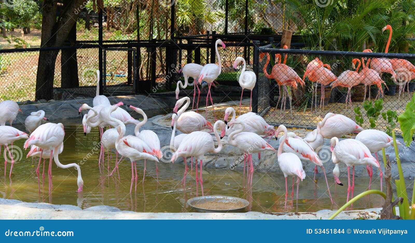 Flamingo birds stock photo. Image of feather, birds, black - 53451844