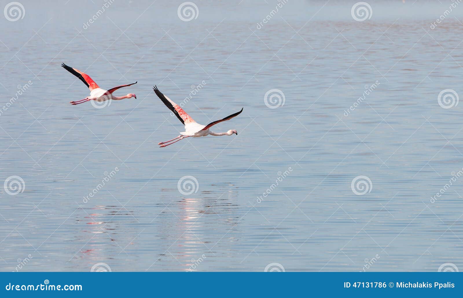 Two Flamingo Birds flying stock photo. Image of flight - 47131786