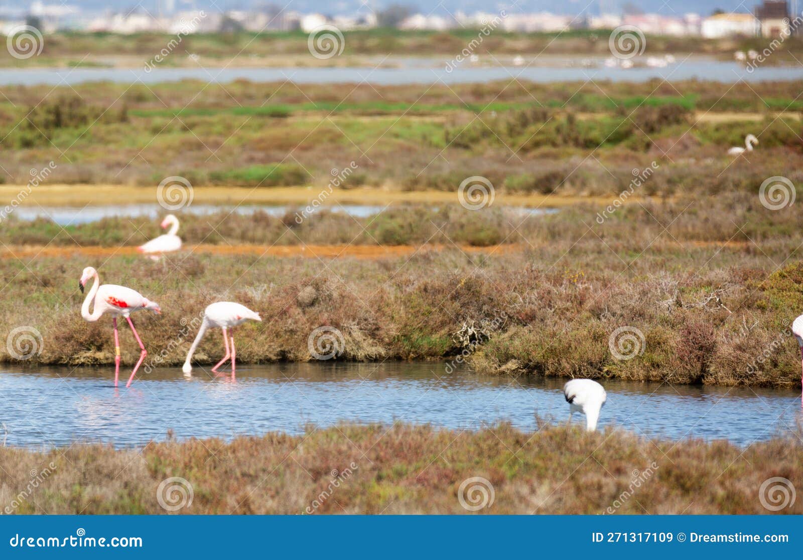 Flamingo Birds during Migration at the Mouth of the River Stock Image ...