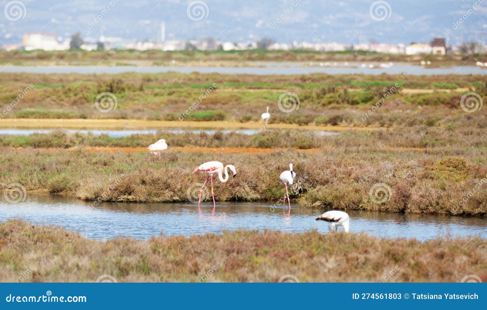 Flamingo Birds during Migration at the Mouth of the River Stock Image ...