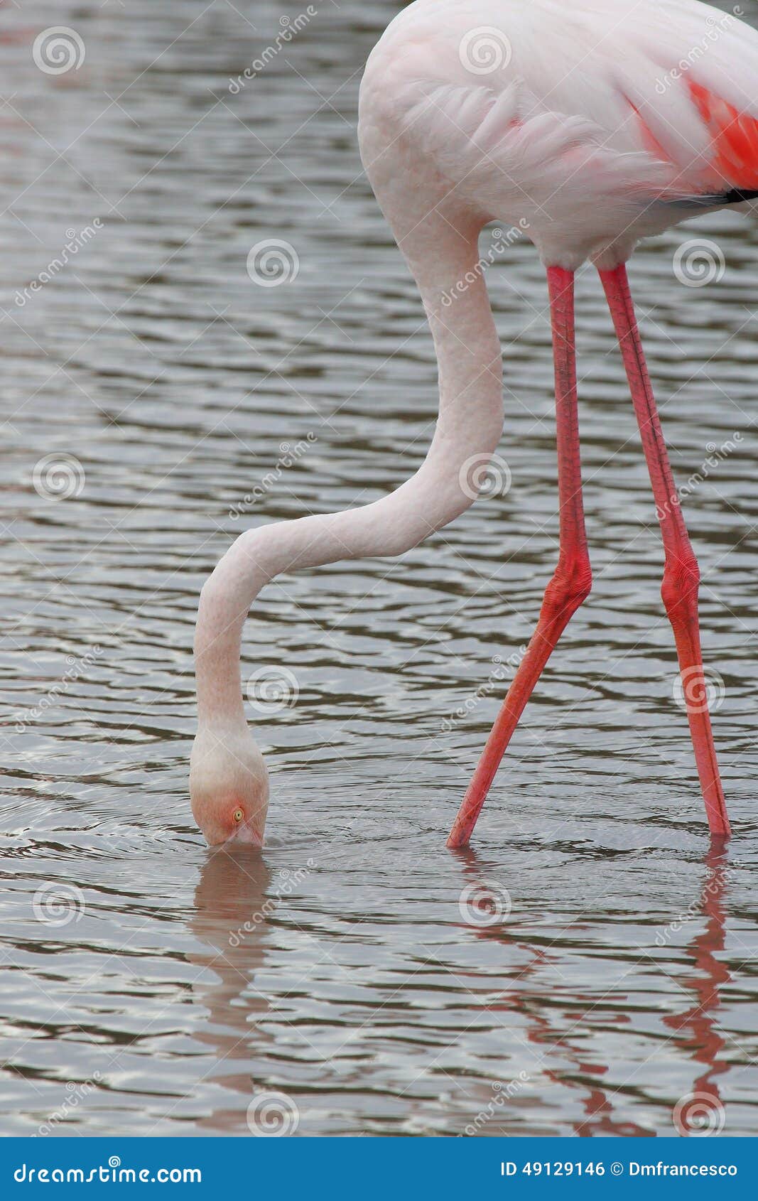 Flamingo stock photo. Image of colorful, fauna, comacchio - 49129146