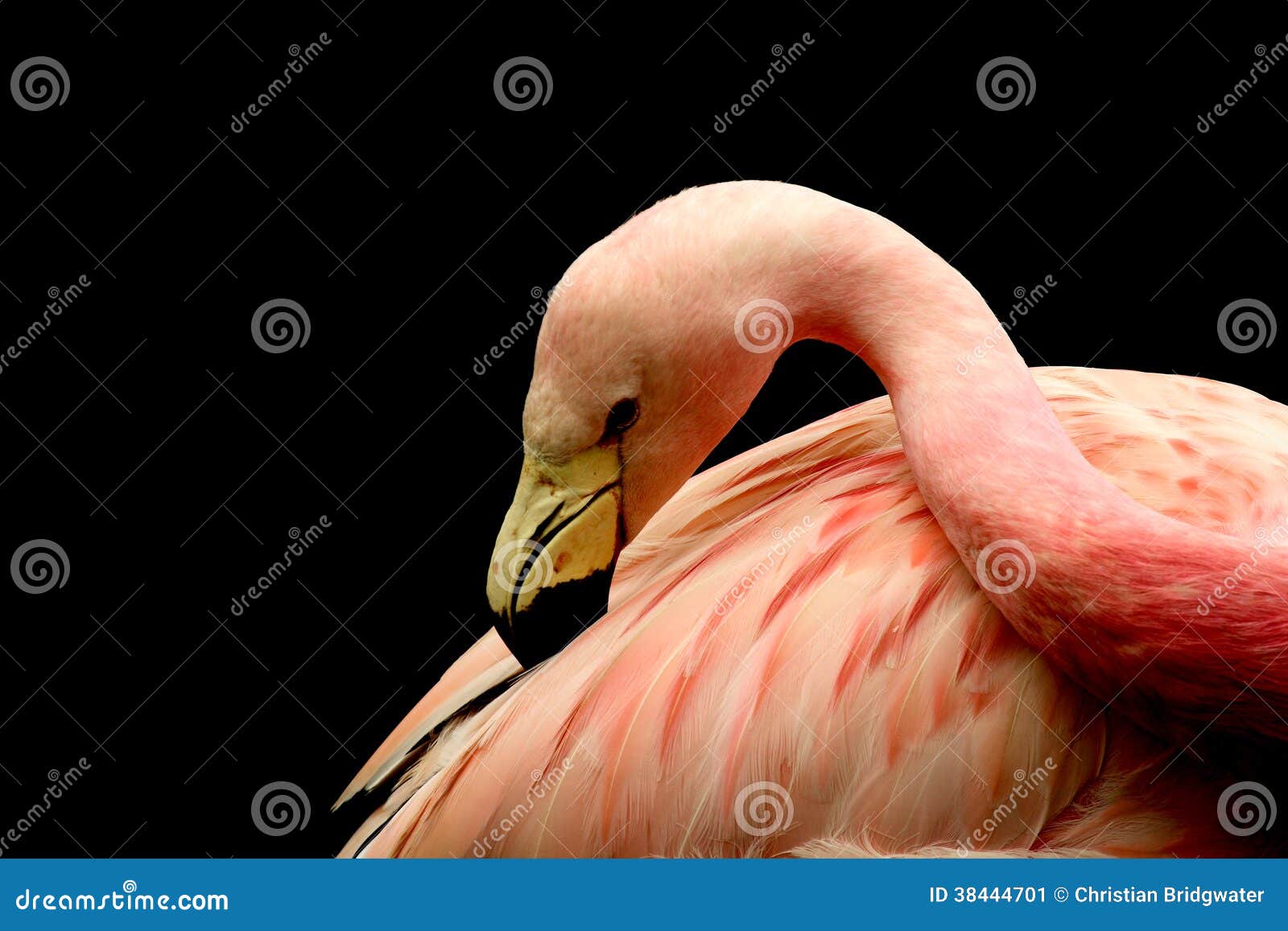 Flamingo Black And White Image Royalty-Free Stock Photography ...