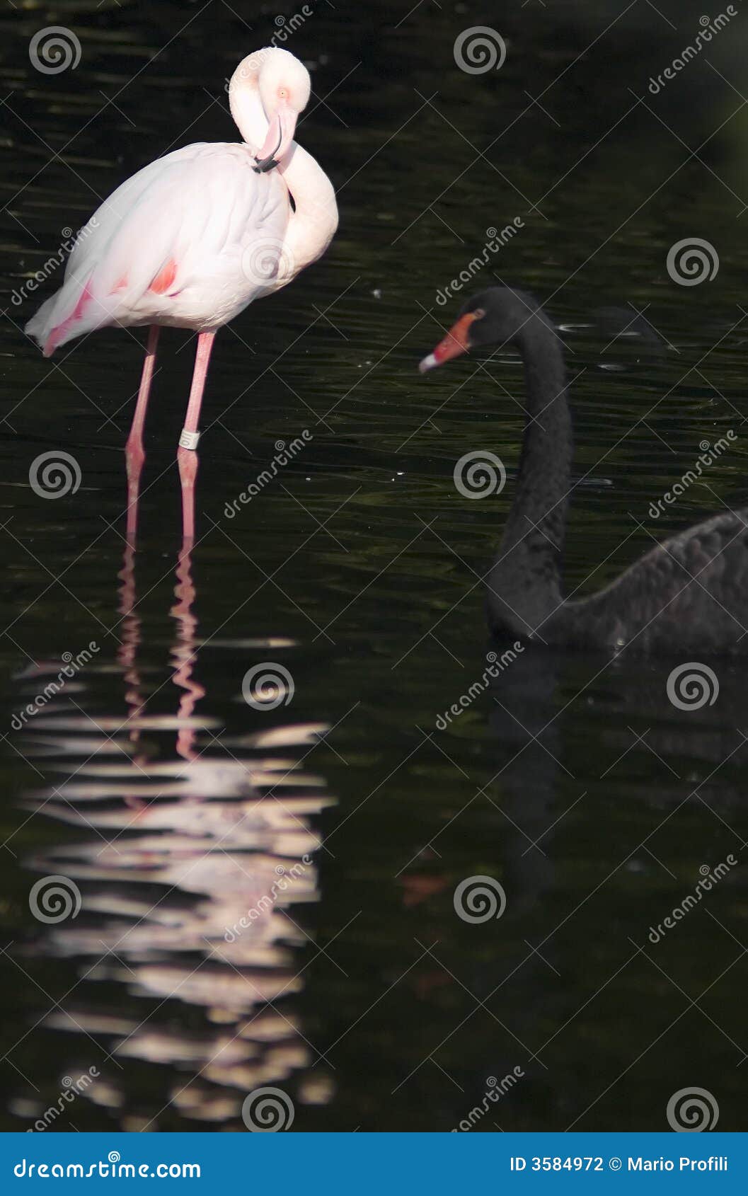 Flamingo and black Swan stock photo. Image of wildlife - 3584972