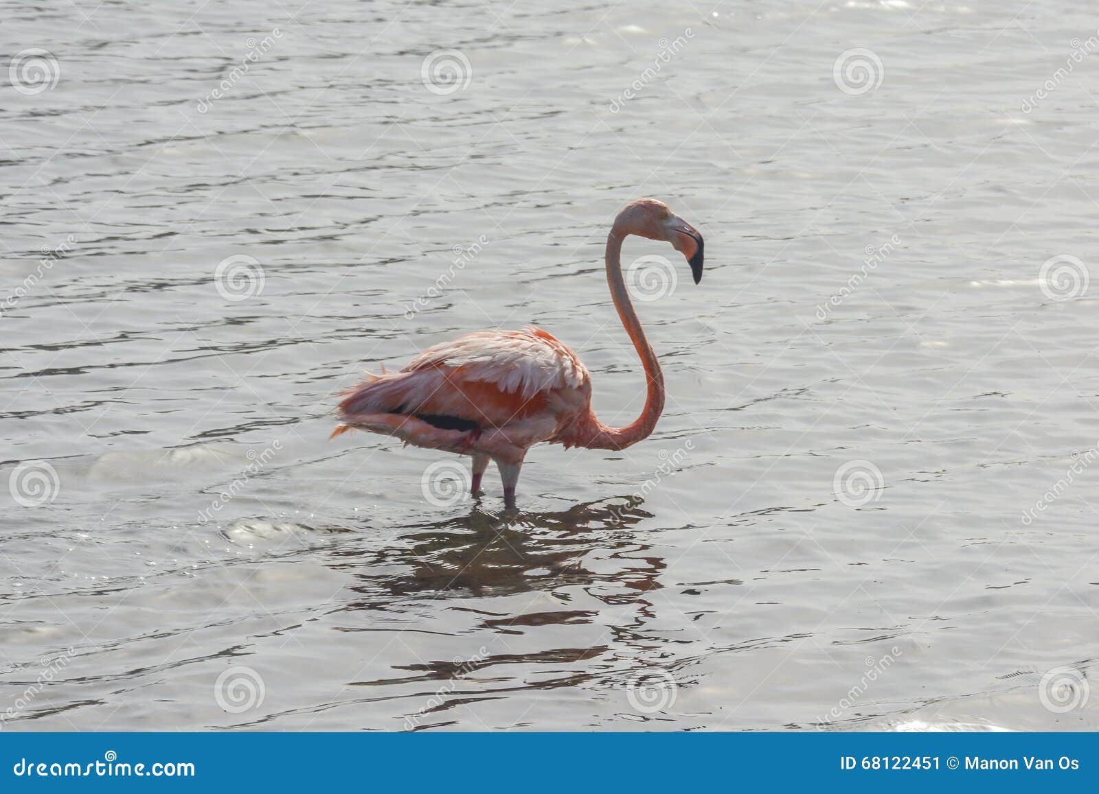 Flamingo on Bonaire, Dutch Antilles Stock Image - Image of neck, island ...