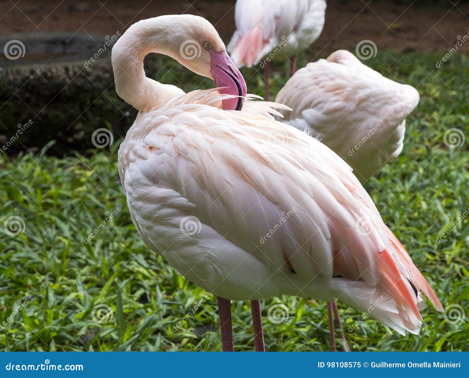 Flamingo in a Brazilian Park Stock Image - Image of flamingo, brazilian ...