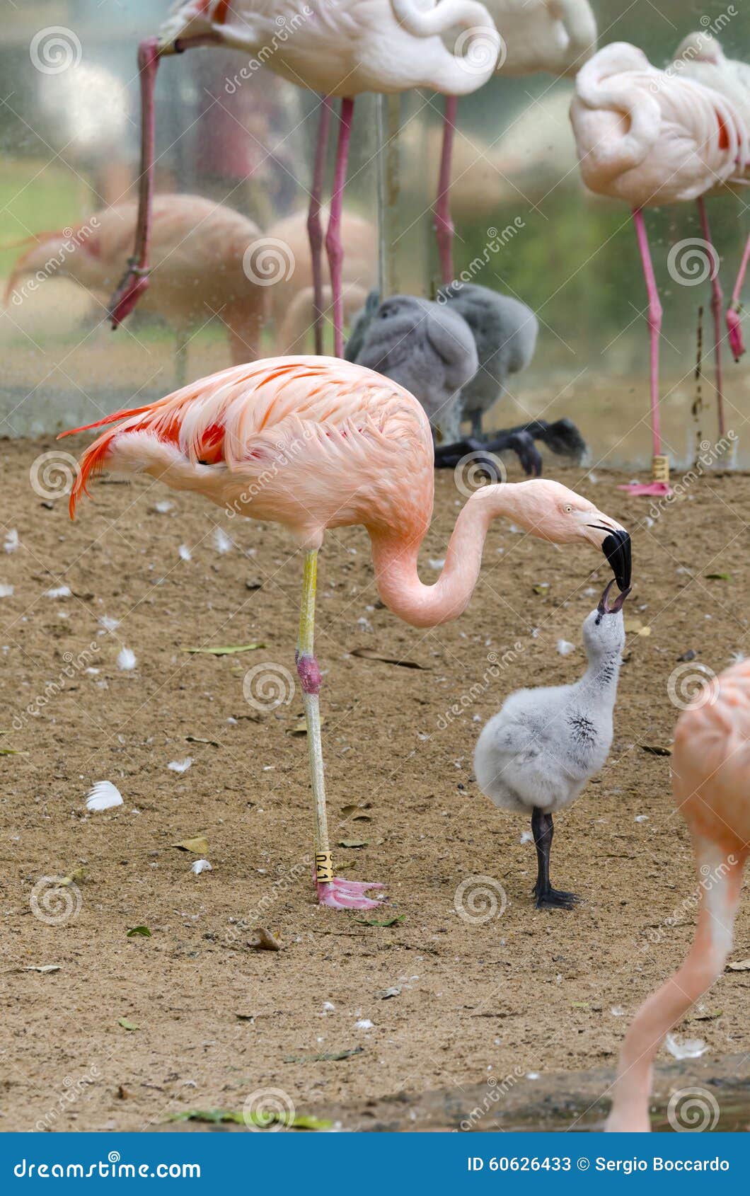 Flamingo chick stock image. Image of legs, chick, feathers - 60626433
