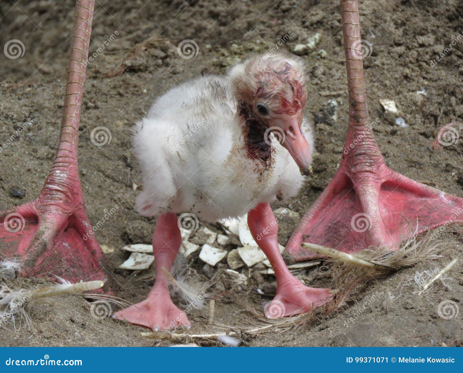 Flamingo chick first steps stock image. Image of tooth - 99371071
