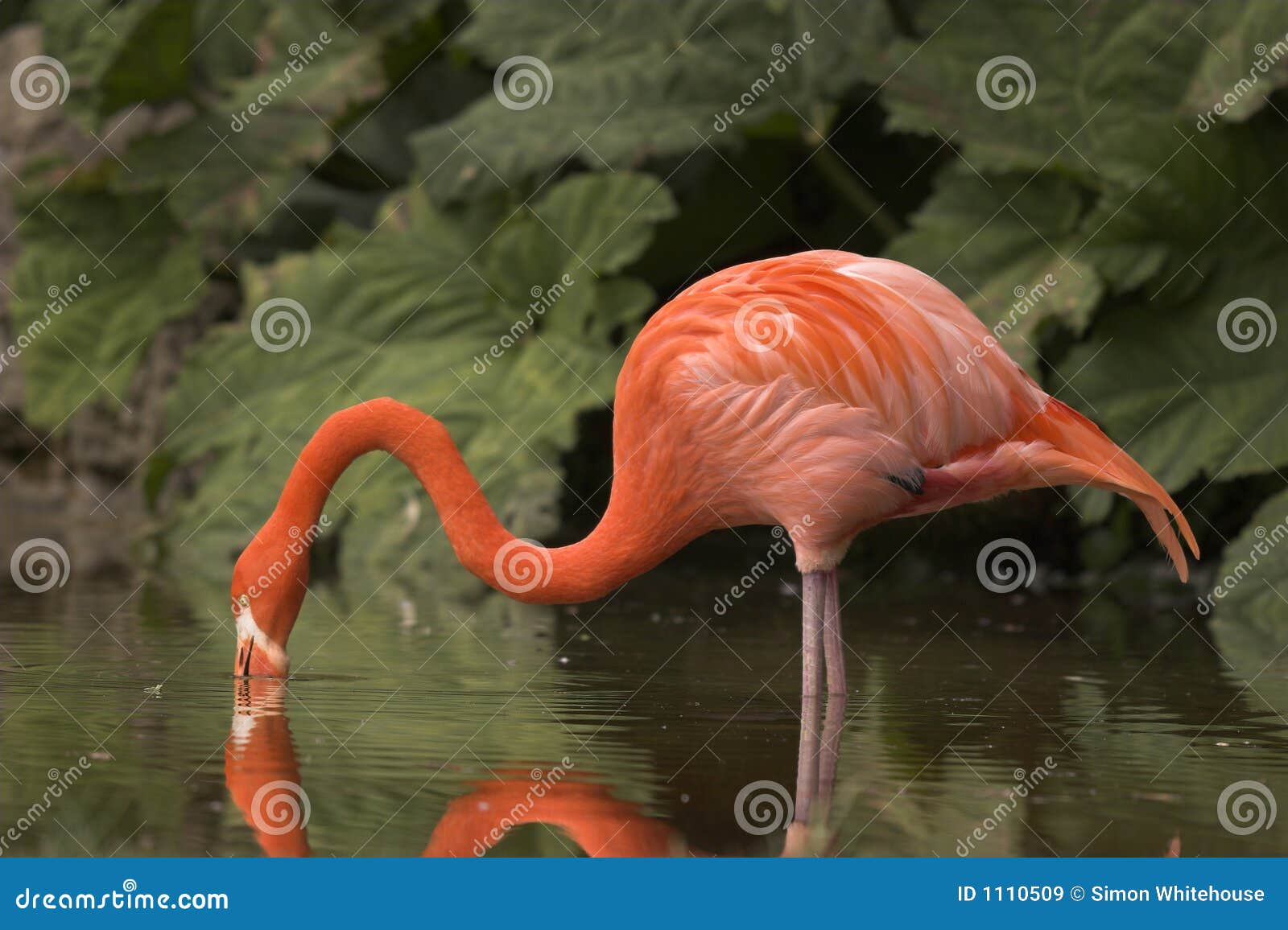 Flamingo Close Up stock image. Image of filter, birds - 1110509