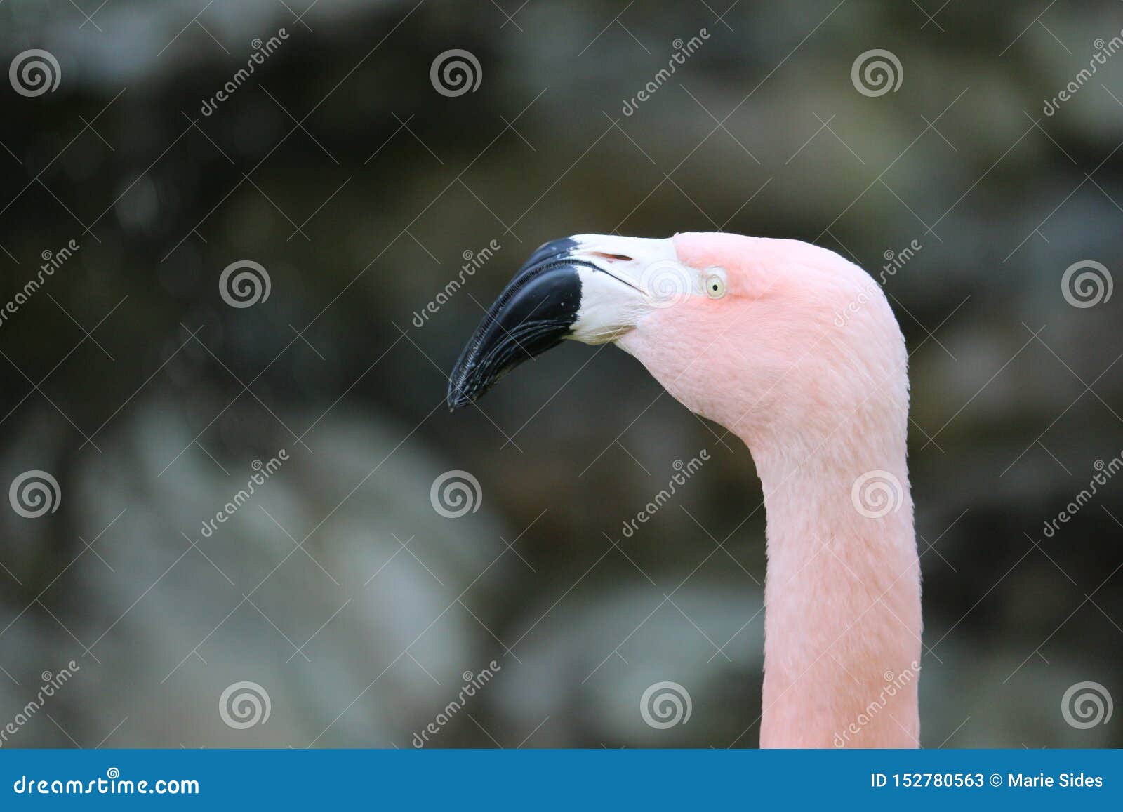 A flamingo close up stock image. Image of beak, long - 152780563
