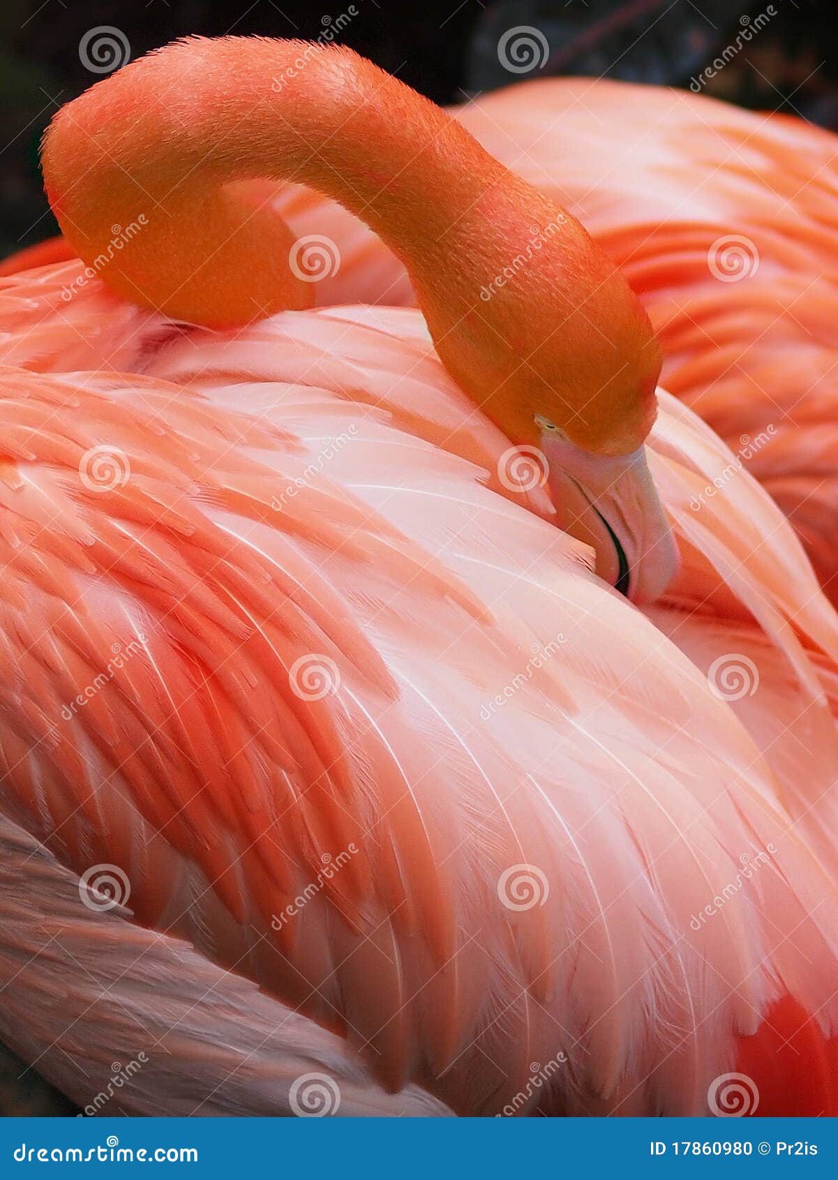 Flamingo close-up stock photo. Image of neck, flamingo - 17860980