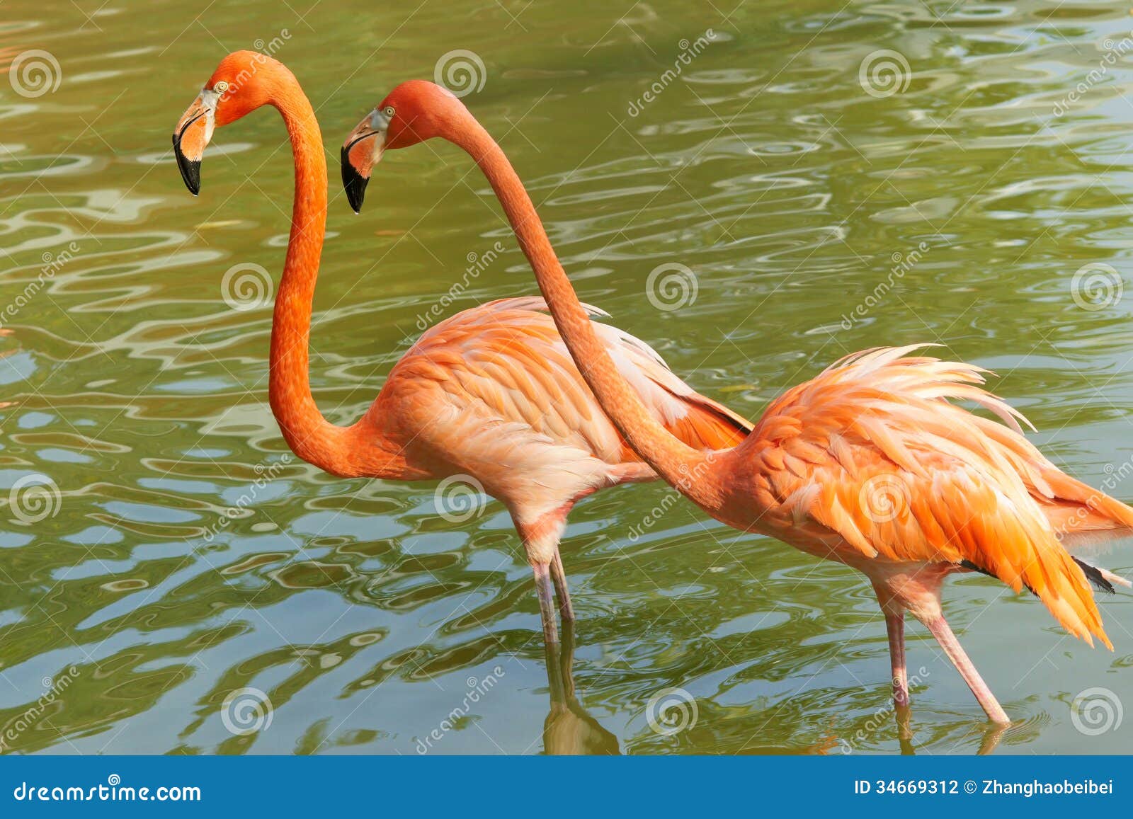 Flamingo stock photo. Image of wild, birds, animal, animals - 34669312