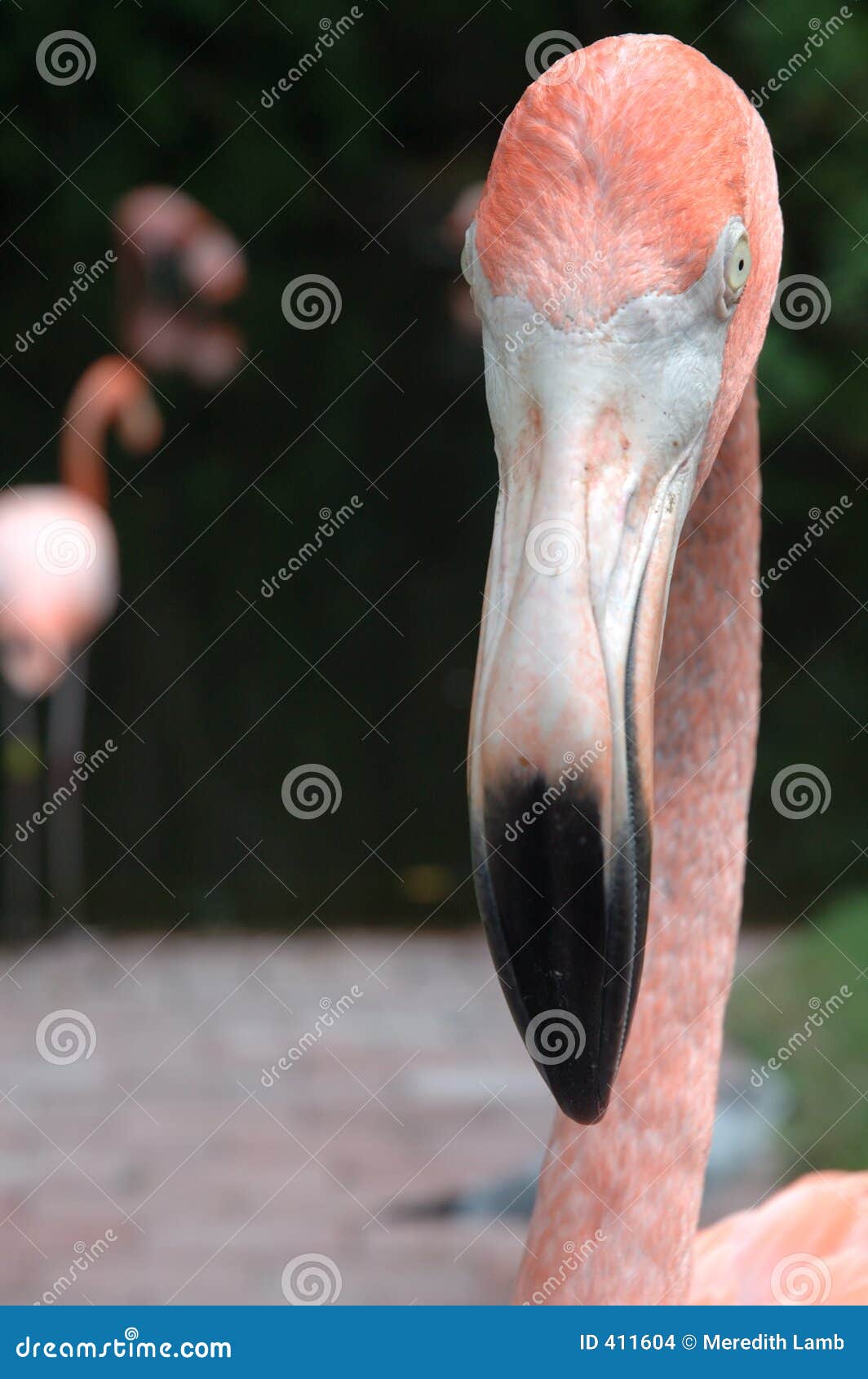 Flamingo close up stock photo. Image of birds, wildlife - 411604