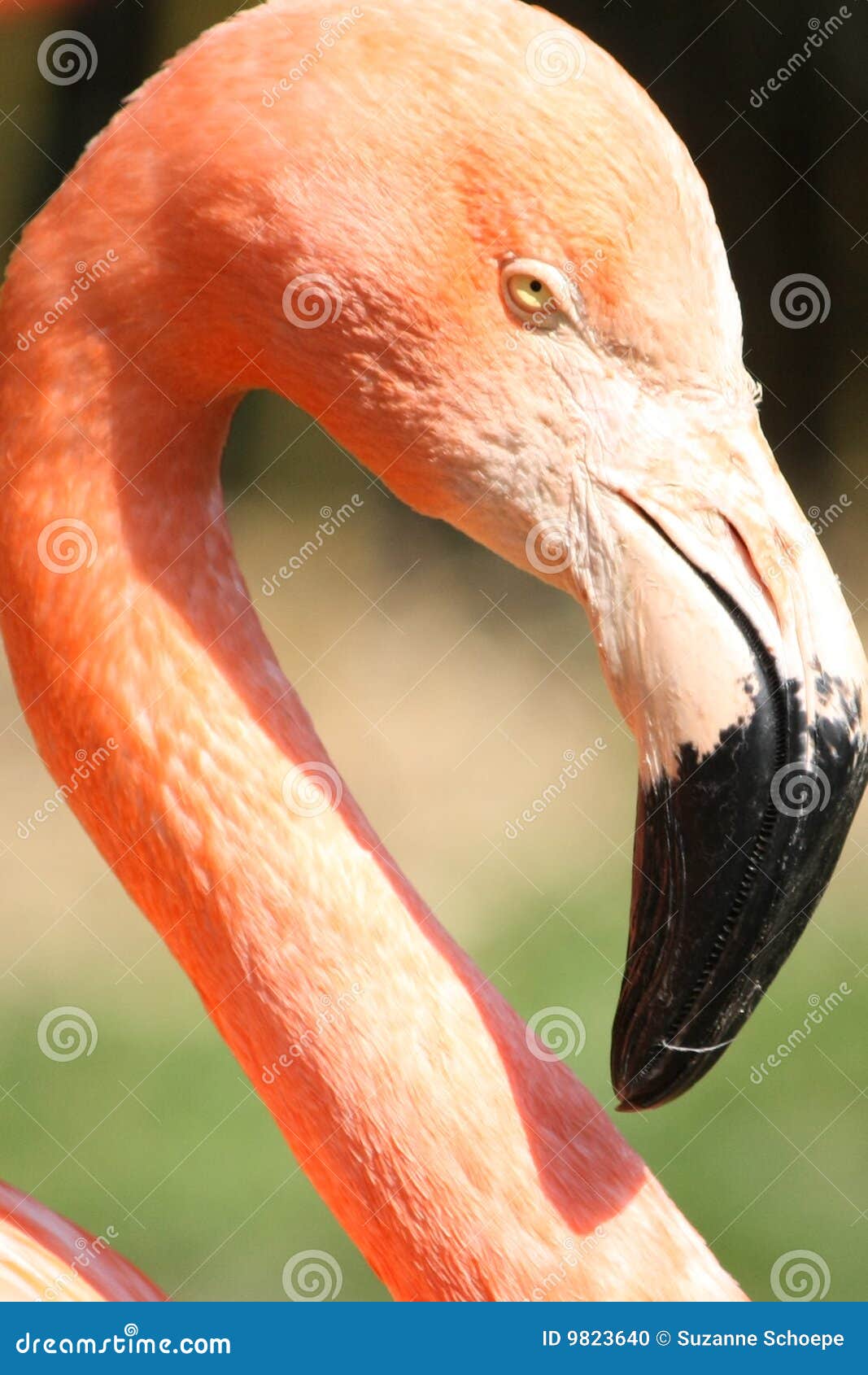 Flamingo close-up stock photo. Image of feathers, nature - 9823640