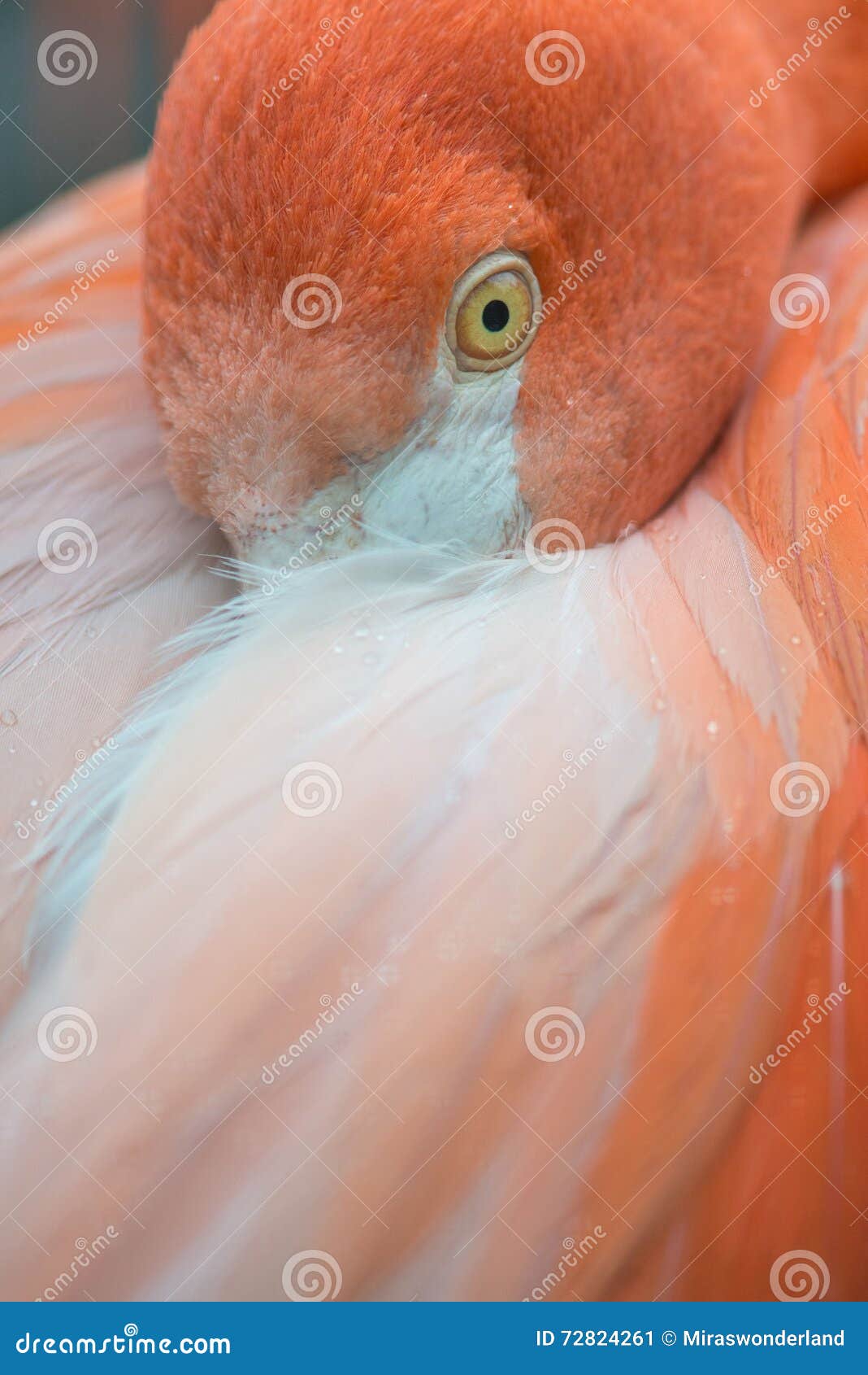 Flamingo close up stock image. Image of wading, legged - 72824261