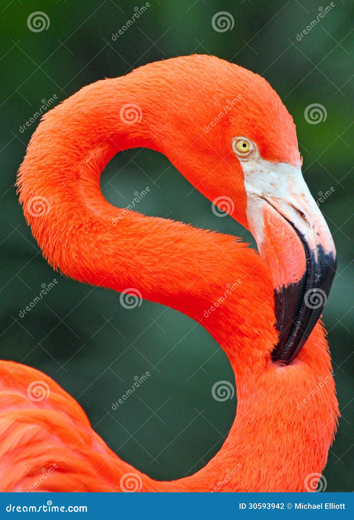 Flamingo stock photo. Image of beak, face, flamingo, color - 30593942