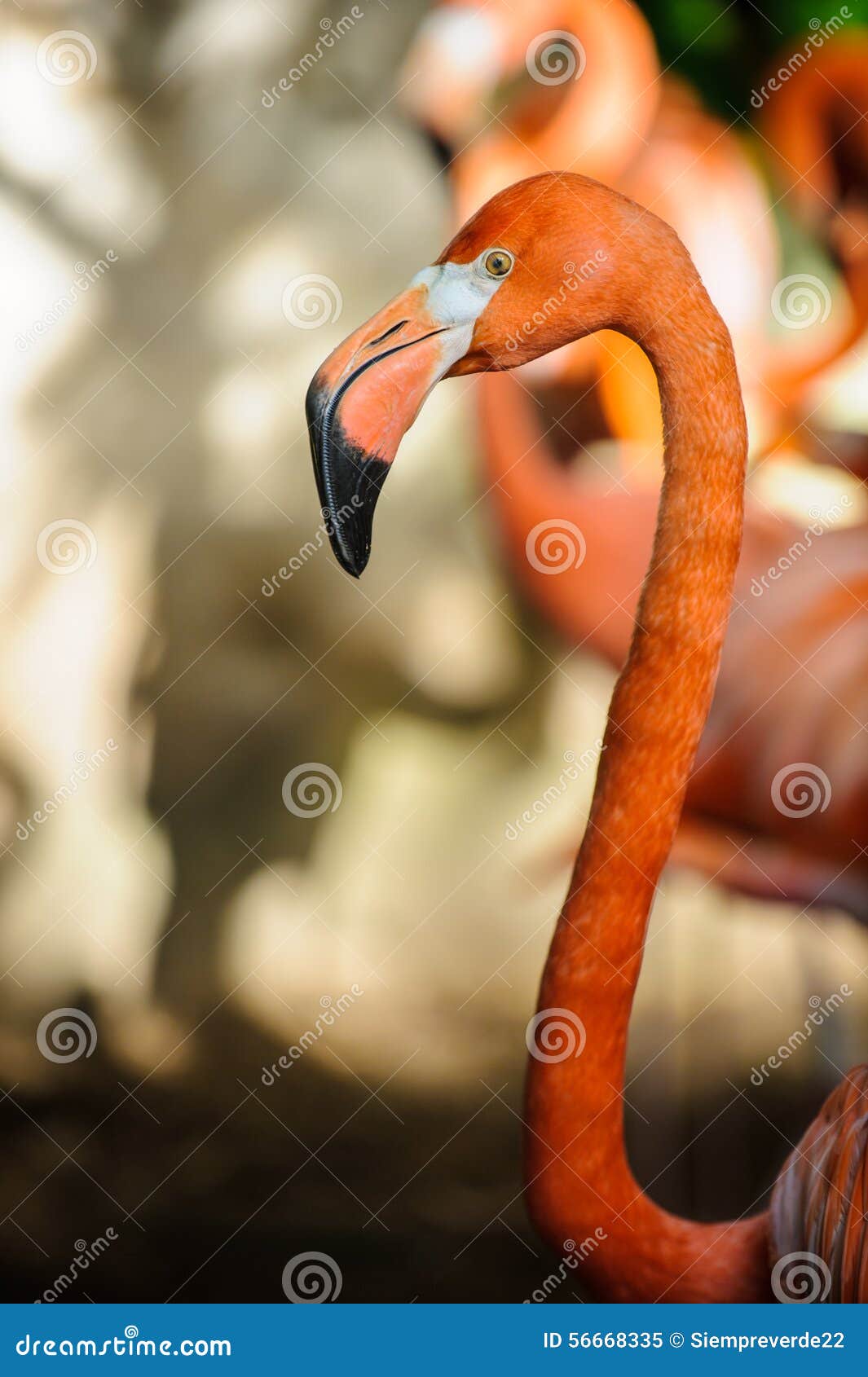 Flamingo close view stock image. Image of beautiful, color - 56668335