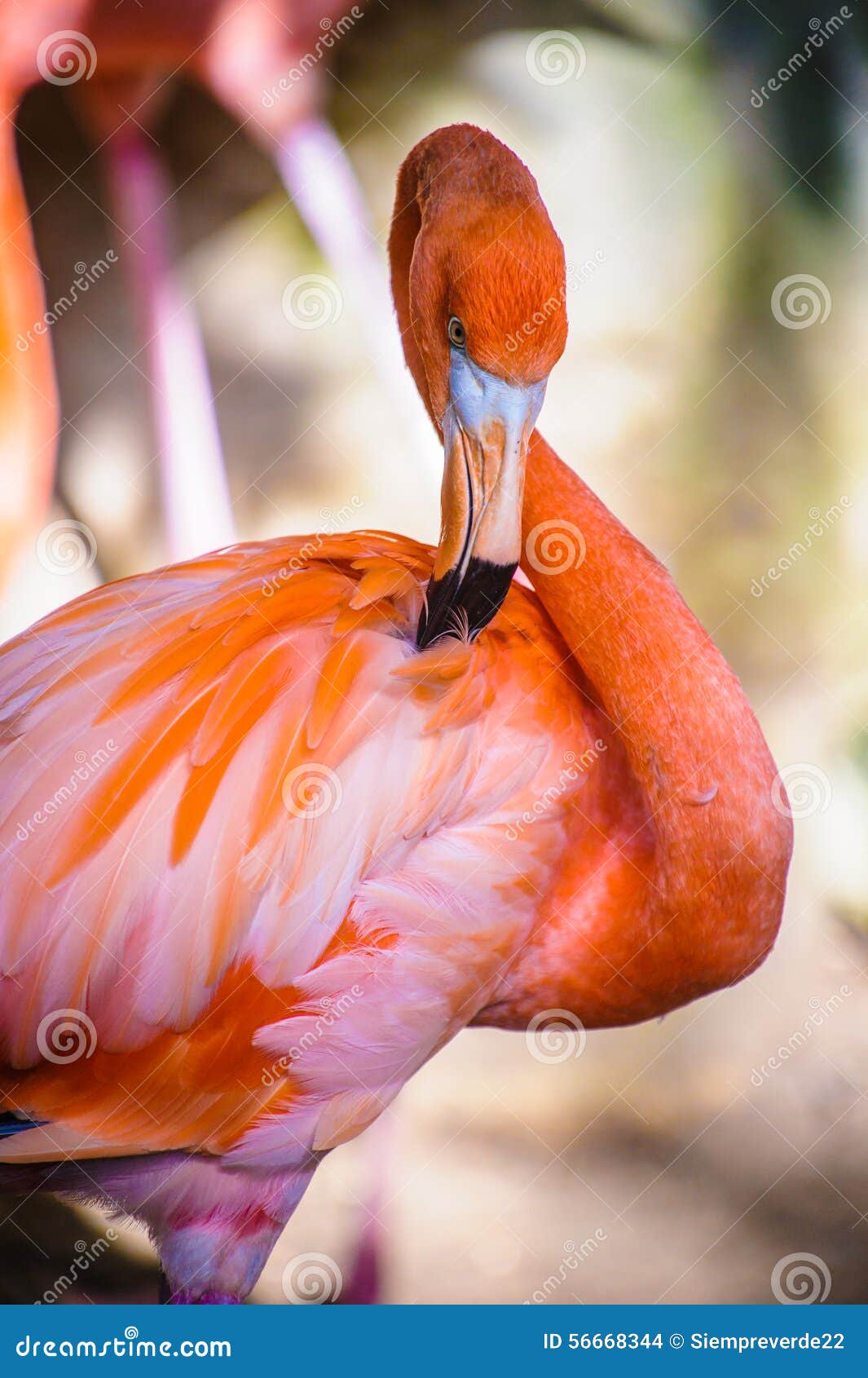 Flamingo close view stock photo. Image of fauna, natural - 56668344