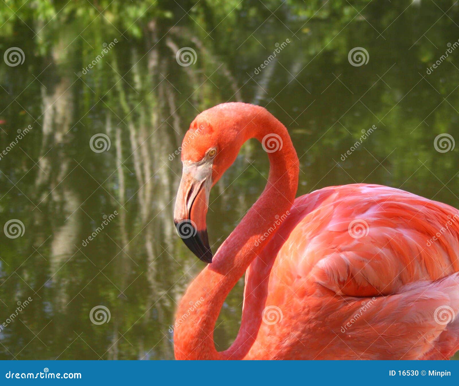 Flamingo Closeup stock photo. Image of bird, tropical, tree - 16530