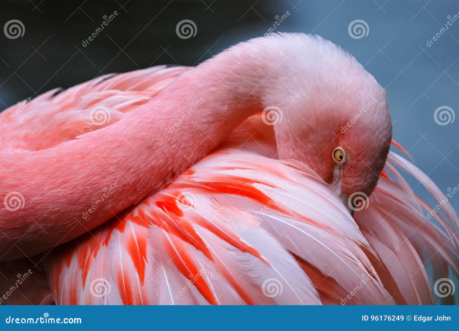 Flamingo stock image. Image of elegance, exotic, portrait - 96176249